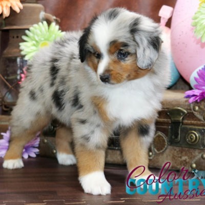Mini Pups | Color Country Aussies