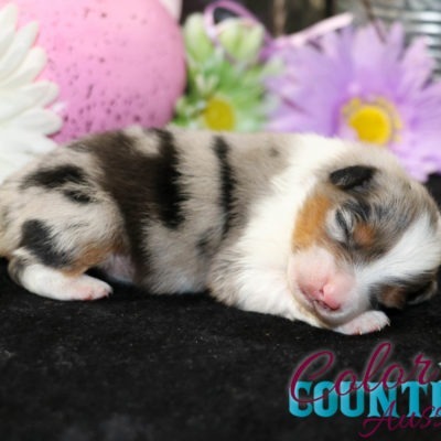 Available Toy Aussie Puppies Toy Australian Shepherd | Color Country ...