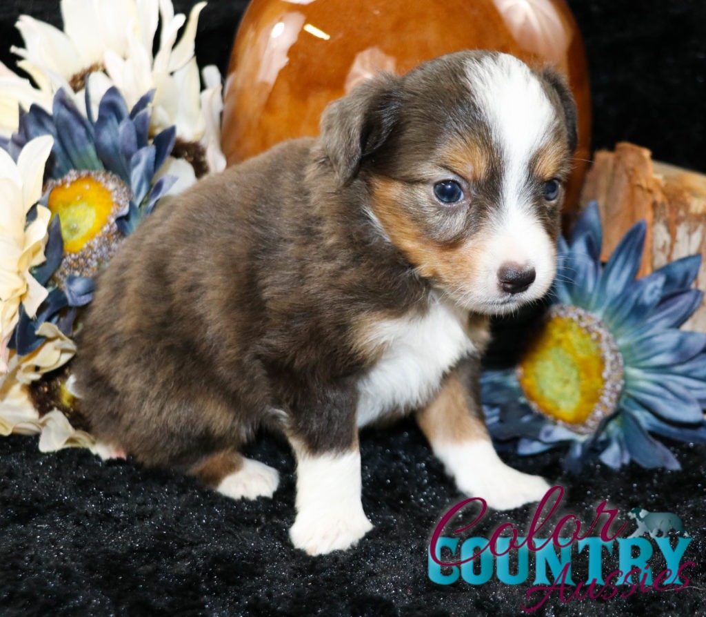 Ruby Rose Dilute Merle Female 1 | Color Country Aussies