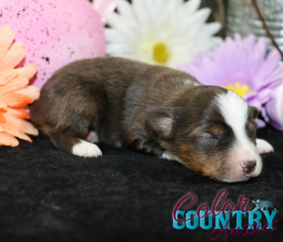 Ruby Rose Dilute Merle Female 1 | Color Country Aussies