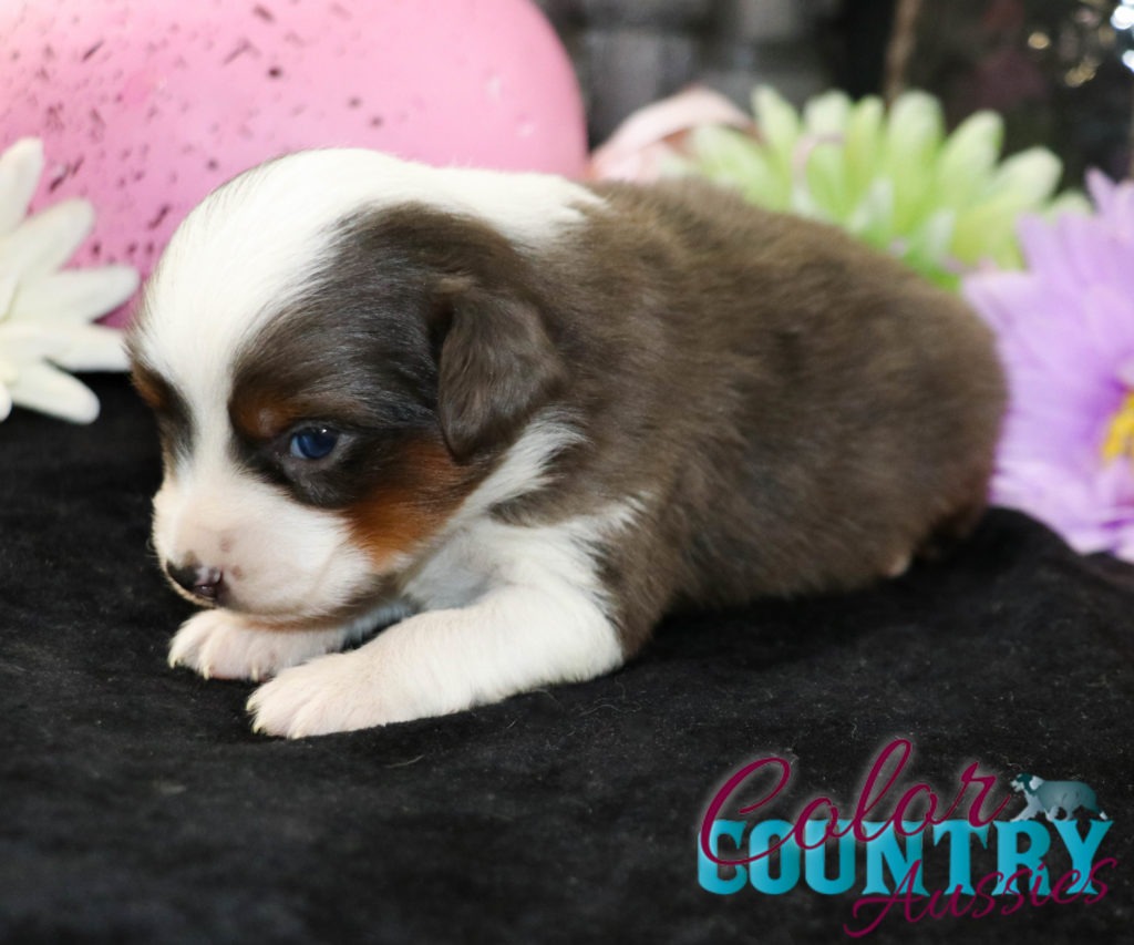 Ruby Rose Dilute Merle Male | Color Country Aussies