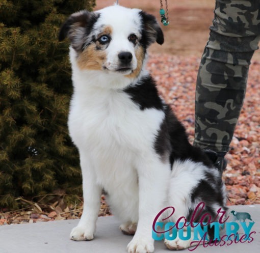 Jenny Blue Merle Male 2 | Color Country Aussies