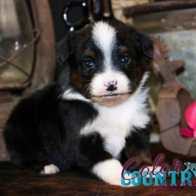 Available Toy Aussie Puppies Toy Australian Shepherd | Color Country ...