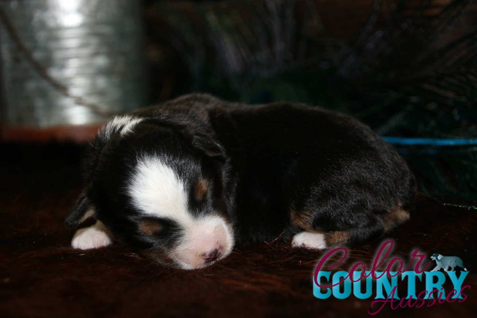 Cyclone Black Tri Female | Color Country Aussies
