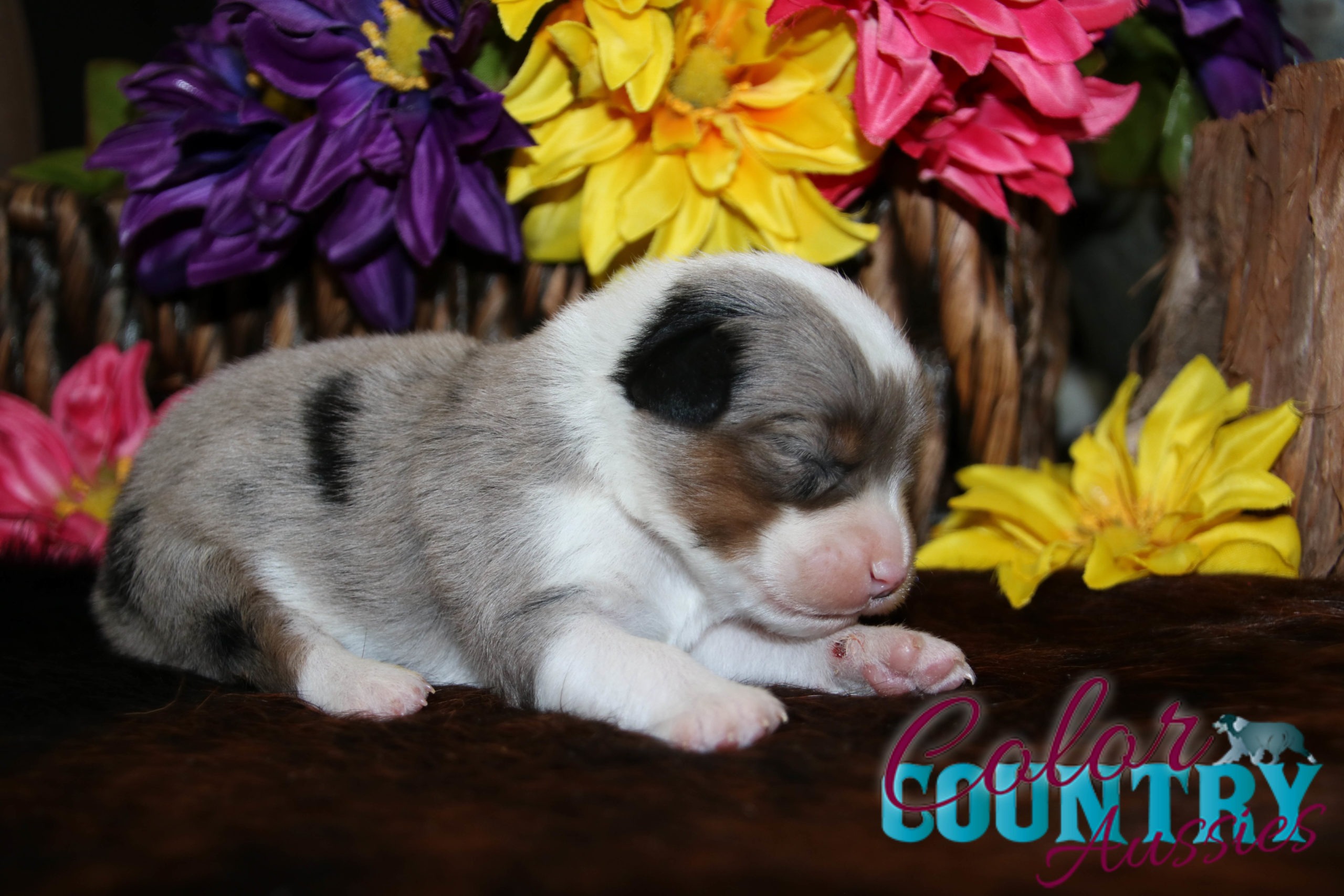 Klondike Blue Merle Female 3 Mini Aussie Color Country Aussies (3 ...