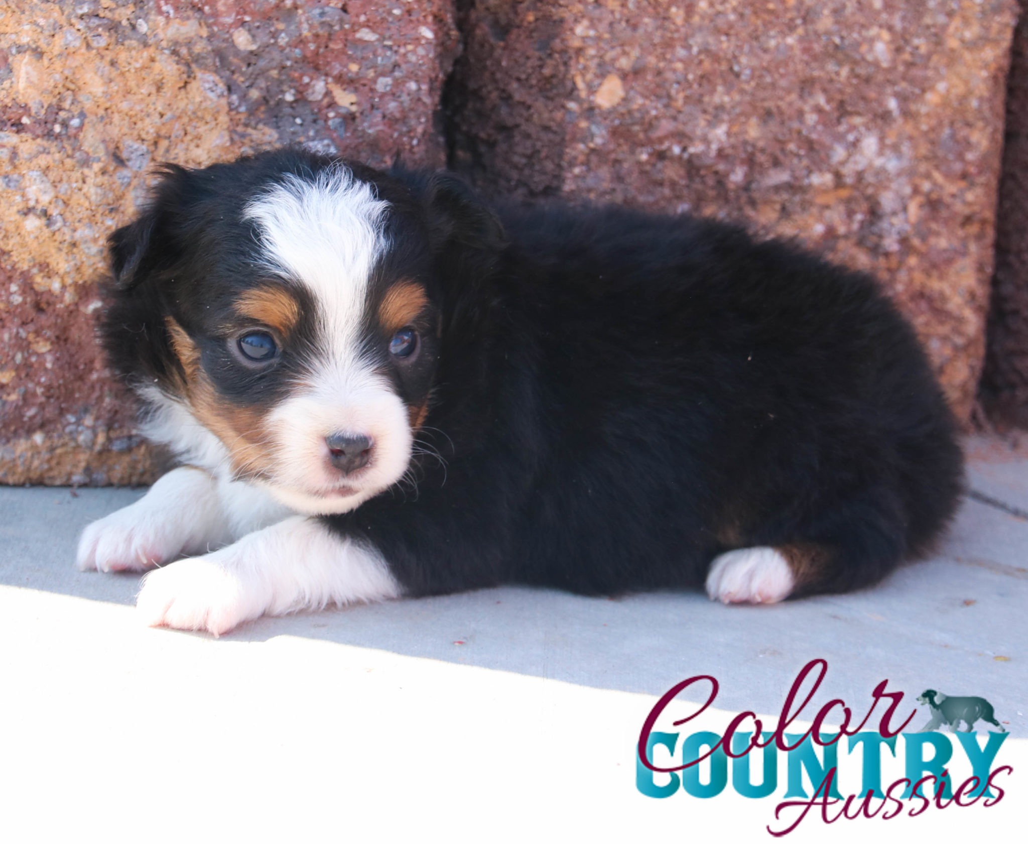 Cyclone Black Tri Female | Color Country Aussies
