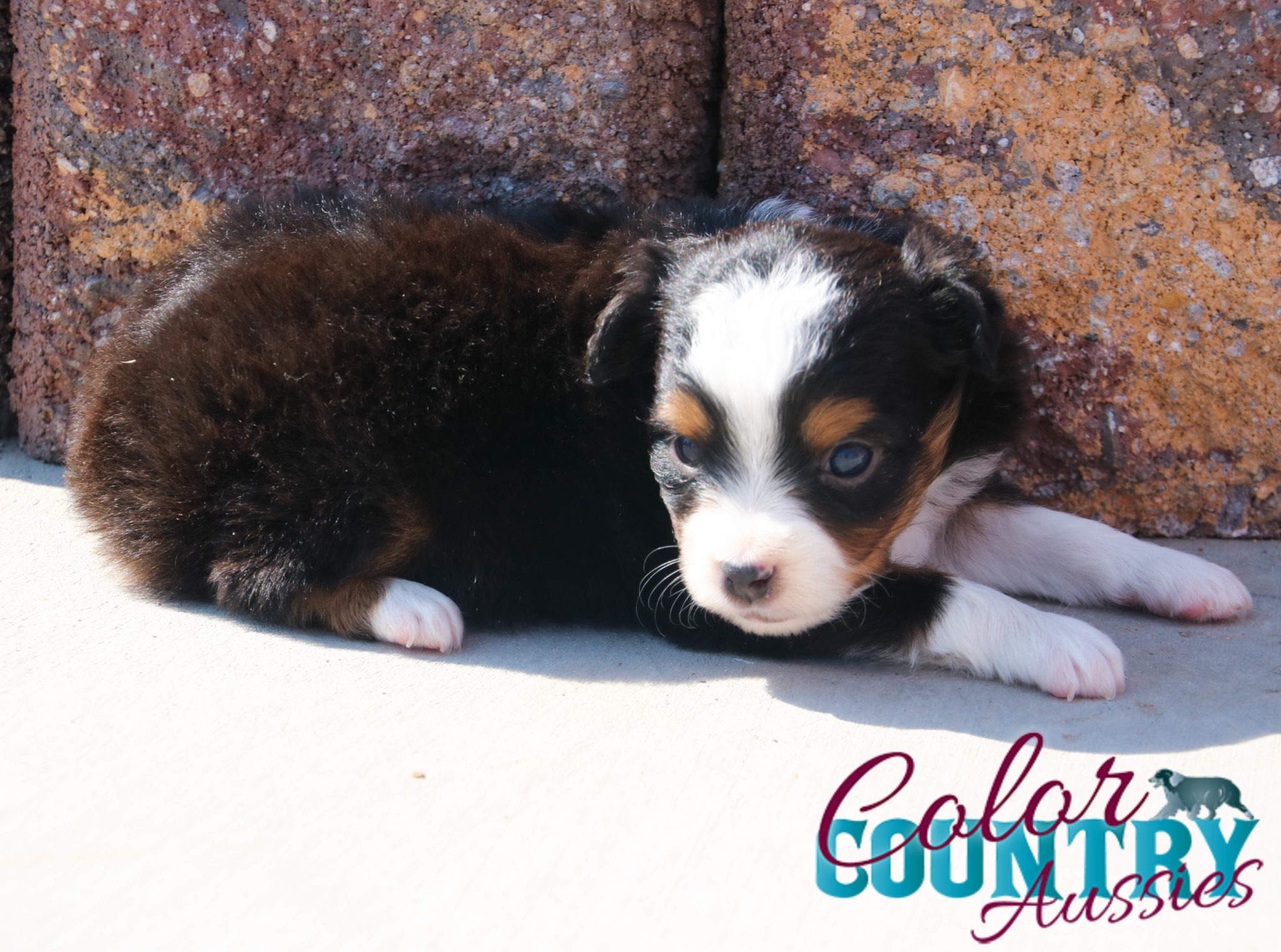 Cyclone Black Tri Female | Color Country Aussies