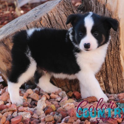 Mini Pups | Color Country Aussies