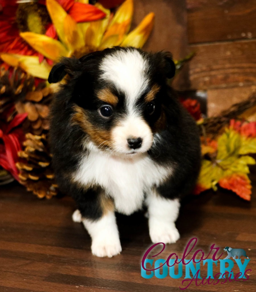 Cyclone Black Tri Female | Color Country Aussies
