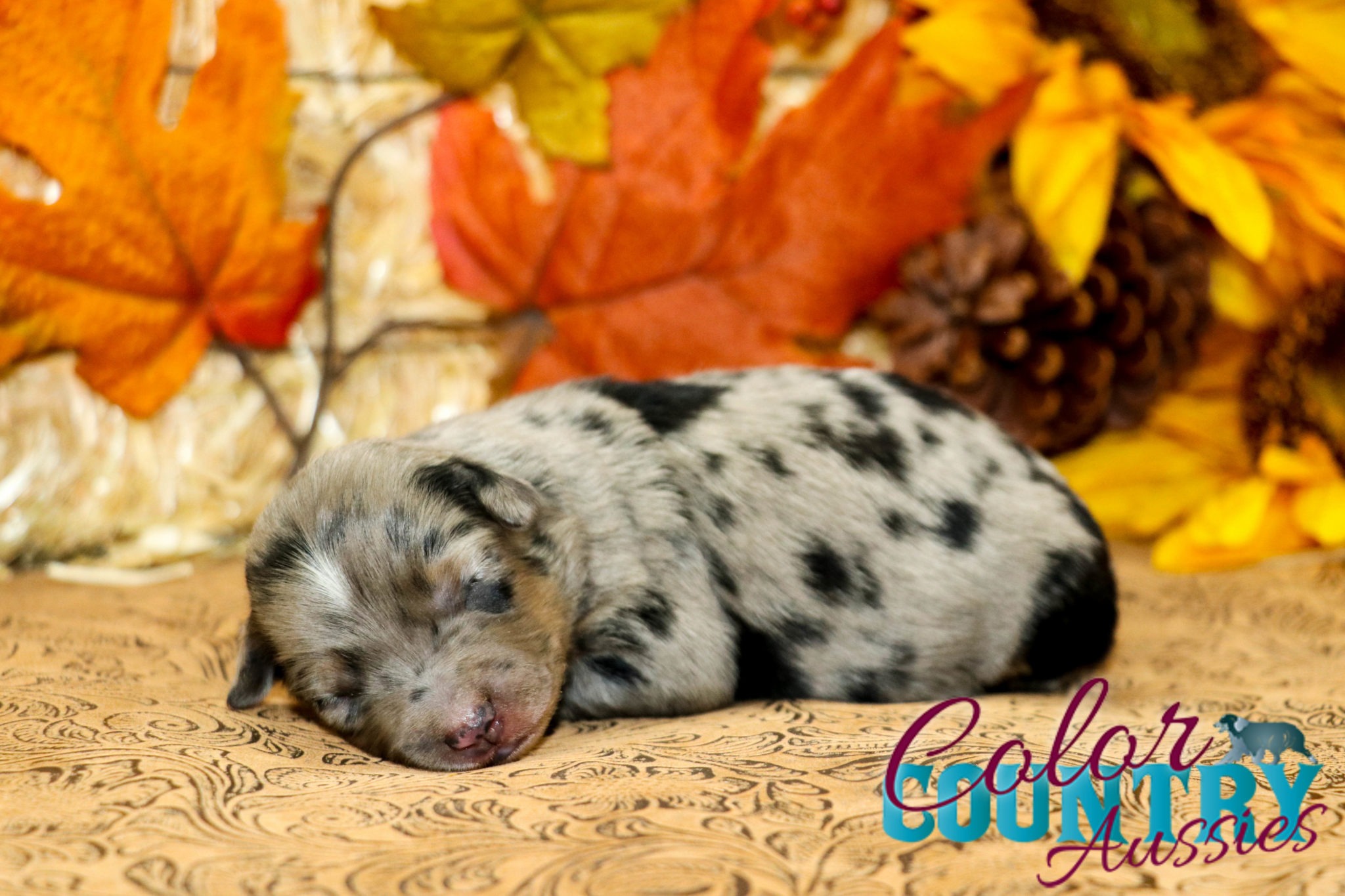 Midnight Blue Merle Female 4 | Color Country Aussies