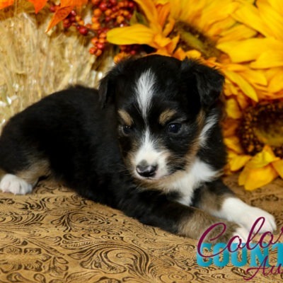 Available Toy Aussie Puppies Toy Australian Shepherd | Color Country ...