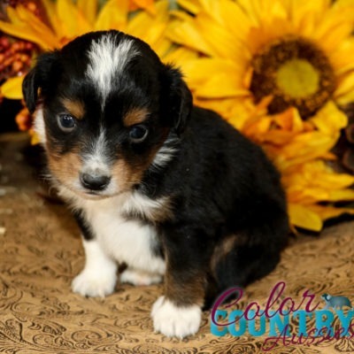 Available Toy Aussie Puppies Toy Australian Shepherd | Color Country ...