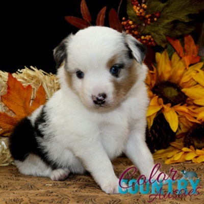 Available Toy Aussie Puppies Toy Australian Shepherd | Color Country ...