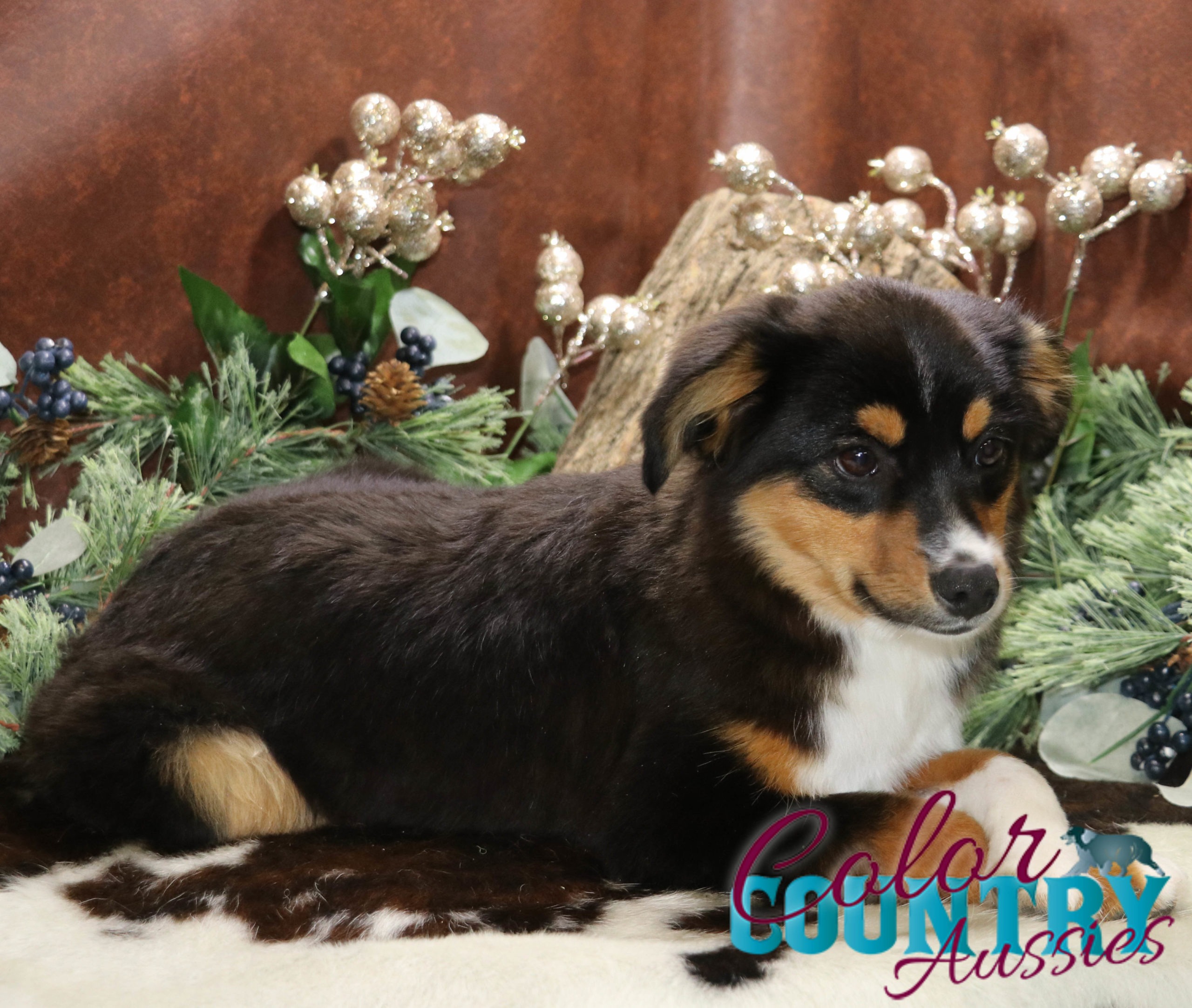 Miley’s Black Tri Male | Color Country Aussies