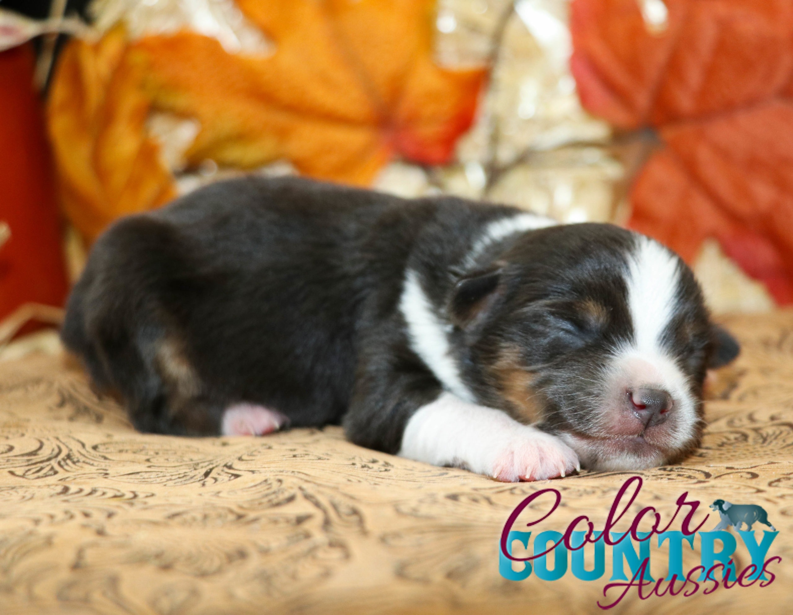 Faith’s Black Tri Female 2, Toy Aussie, Color Country Aussies, Puppies ...
