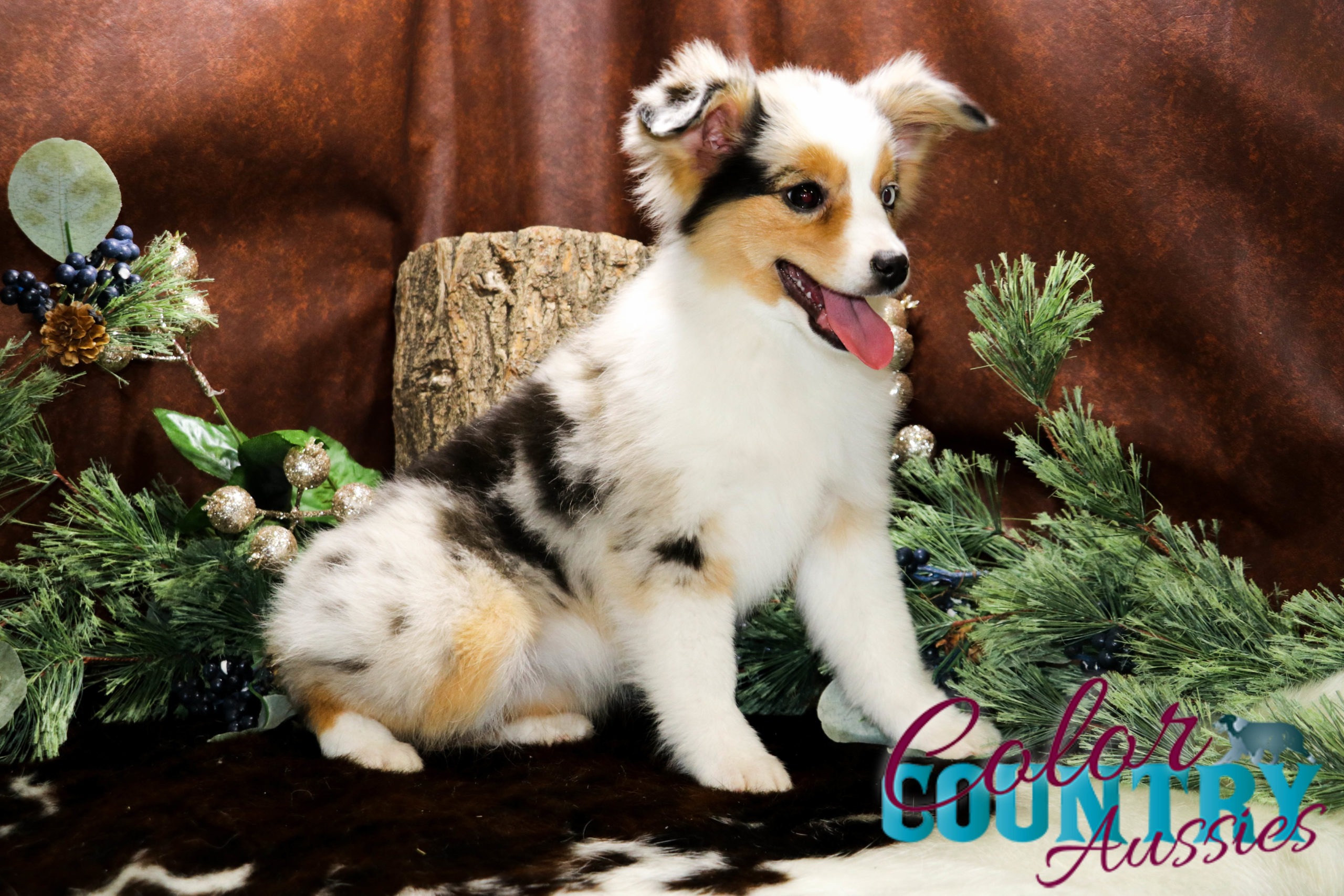 Lola’s Blue Merle Female | Color Country Aussies