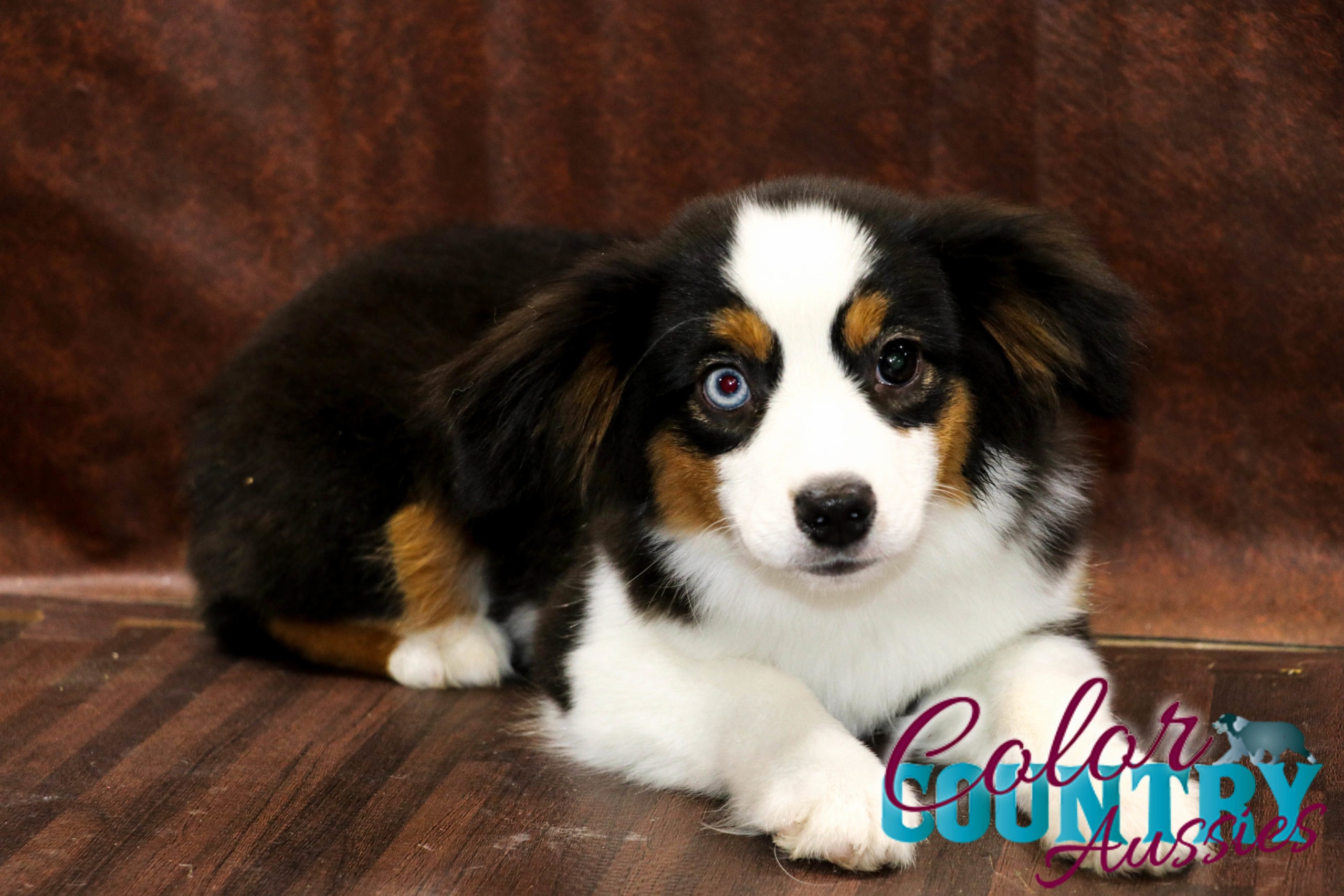 Melina Black Tri Blue Eyed Female | Color Country Aussies