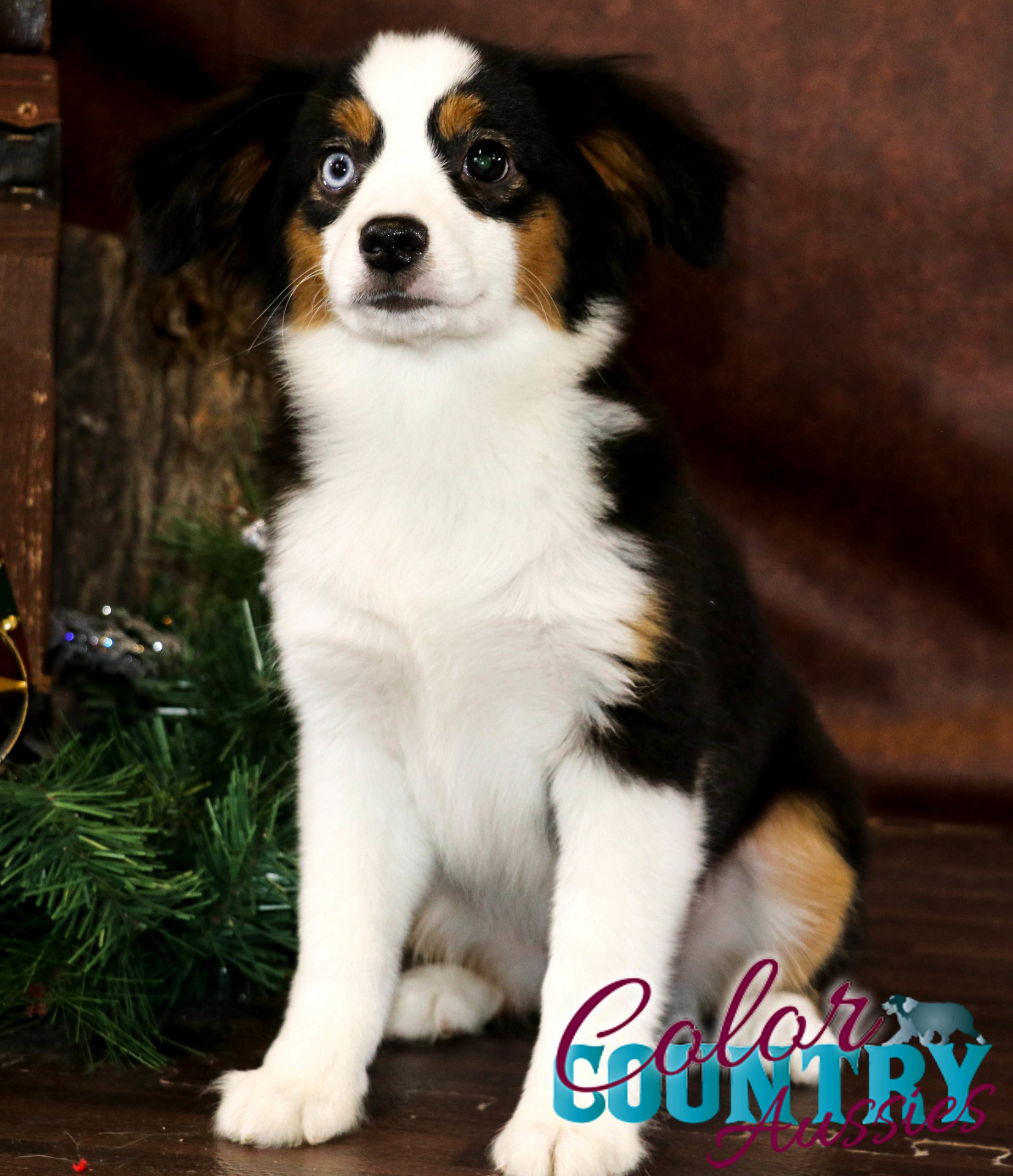 Melina Black Tri Blue Eyed Female | Color Country Aussies