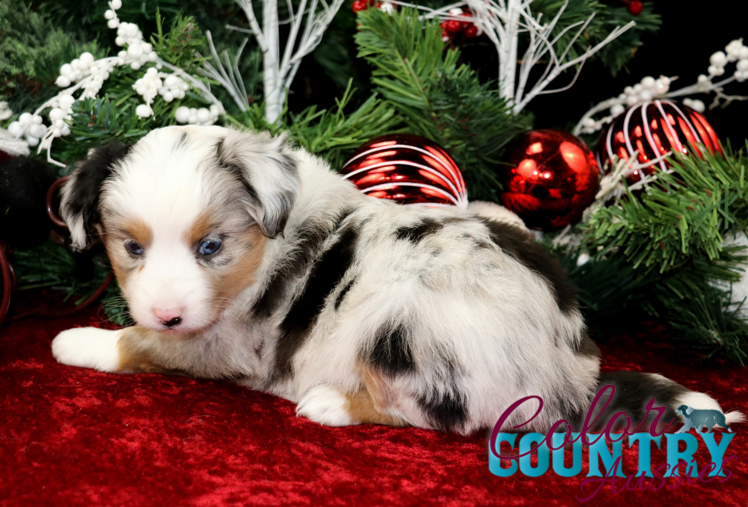 Lyric’s Blue Merle Female With A Tail, Aussies With Tails, Color ...