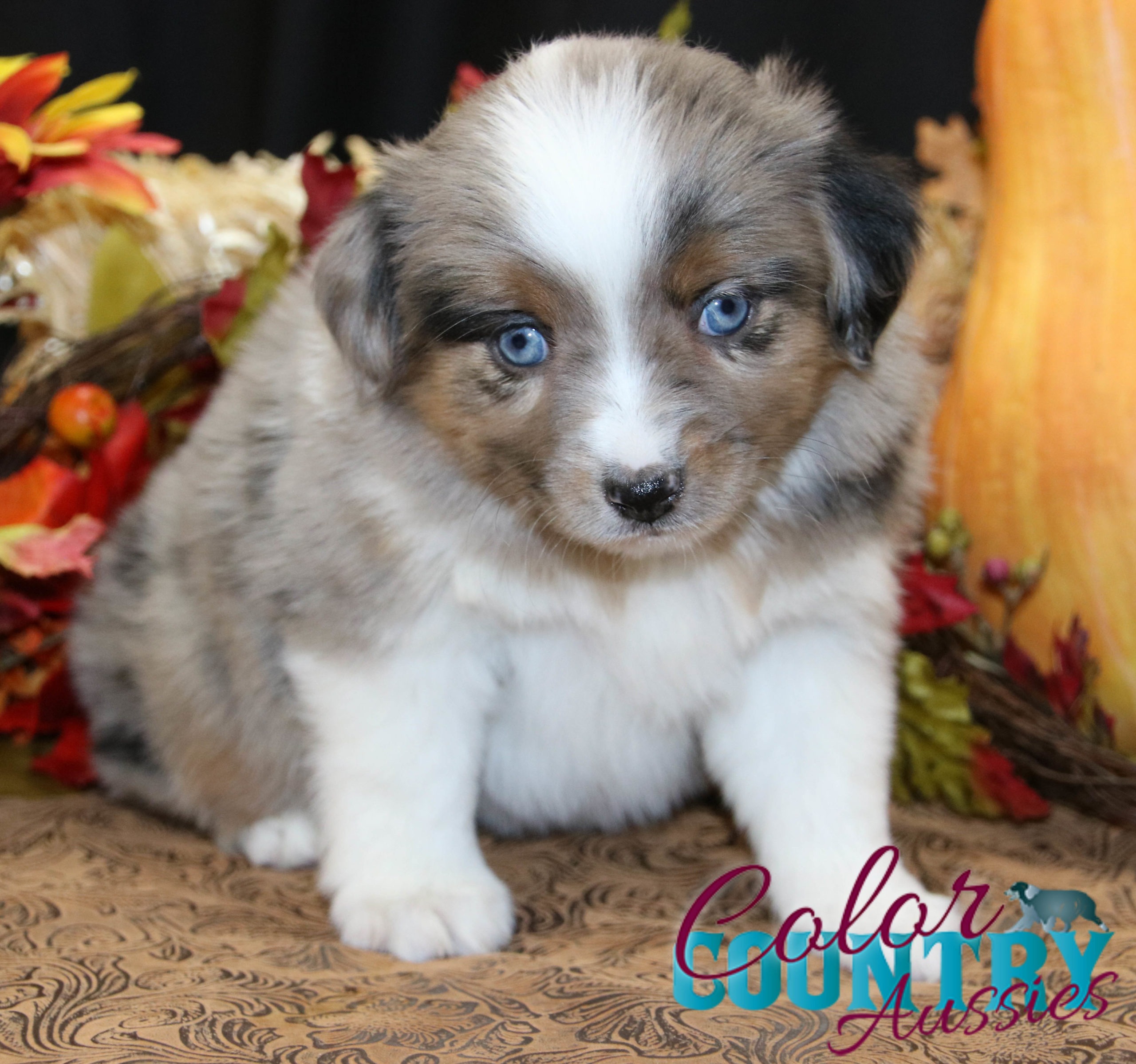 Ghost Blue Merle Female | Color Country Aussies