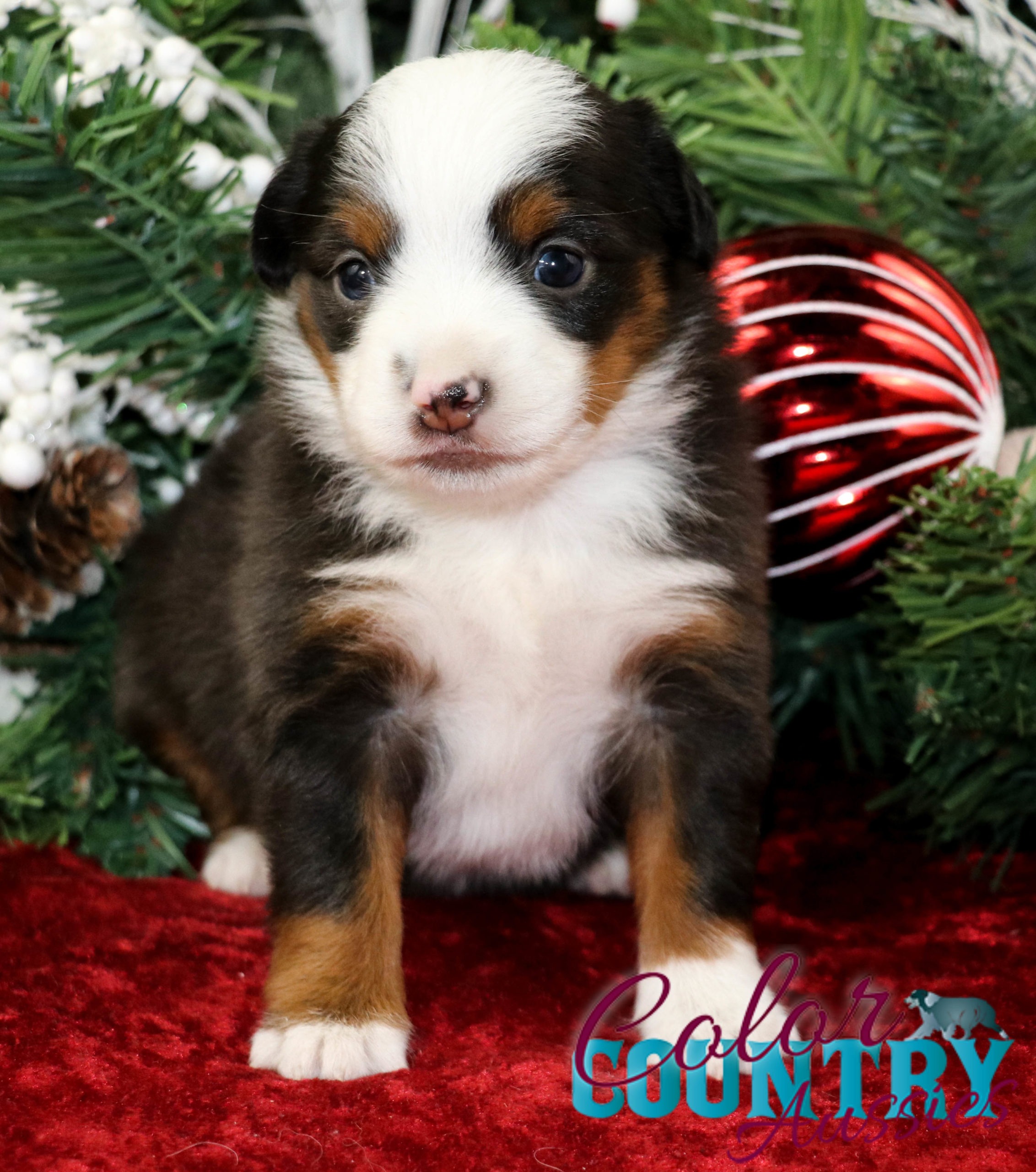 Ruby Rose Black Tri Dilute Toy Aussie, Color Country Aussies, Toy ...