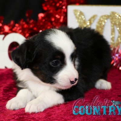 Available Toy Aussie Puppies Toy Australian Shepherd | Color Country ...