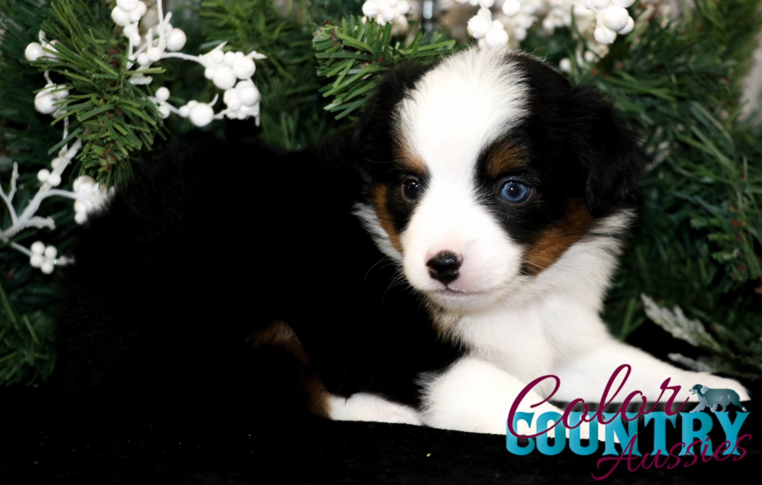 Robbin Black Tri Female | Color Country Aussies