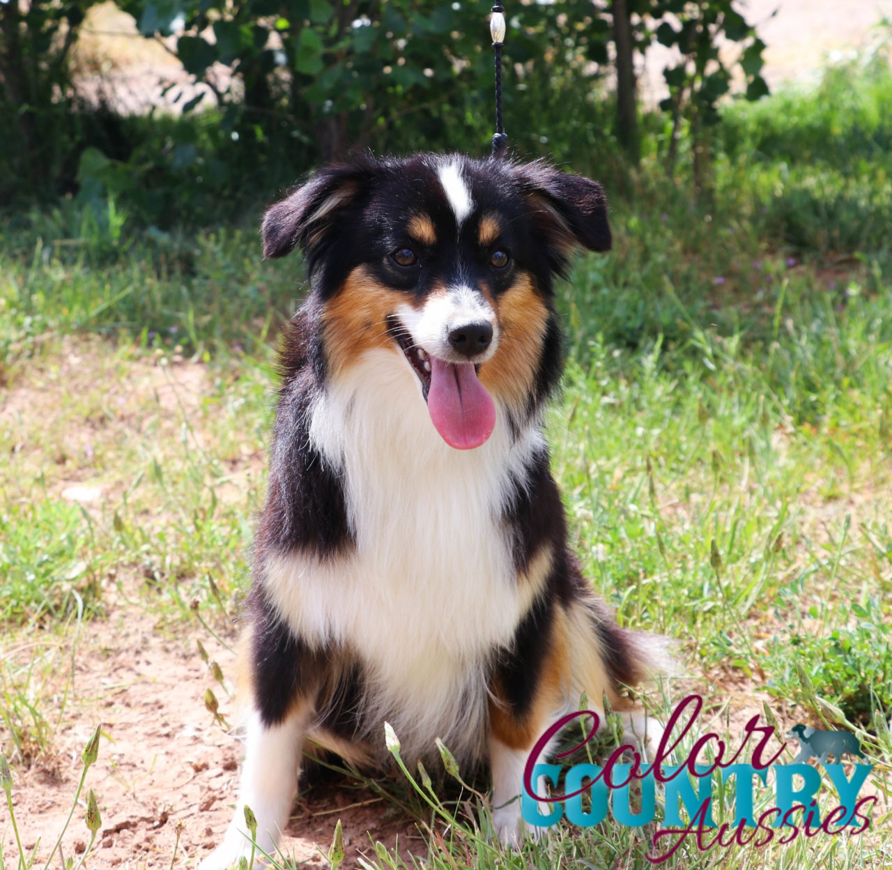 Miniature Australian Shepherd Females | Color Country Aussies