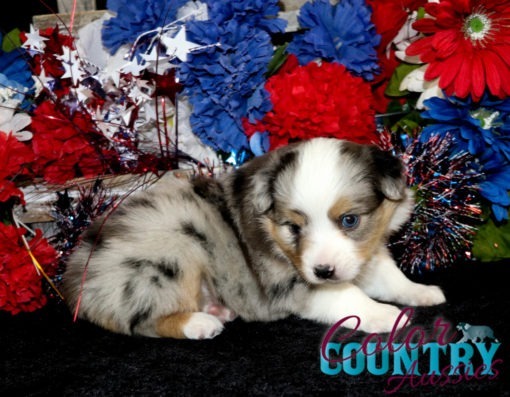 Ghost & Phantom Blue Merle Female | Color Country Aussies