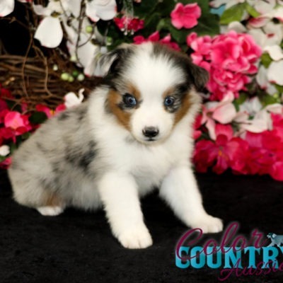 Mini Pups | Color Country Aussies