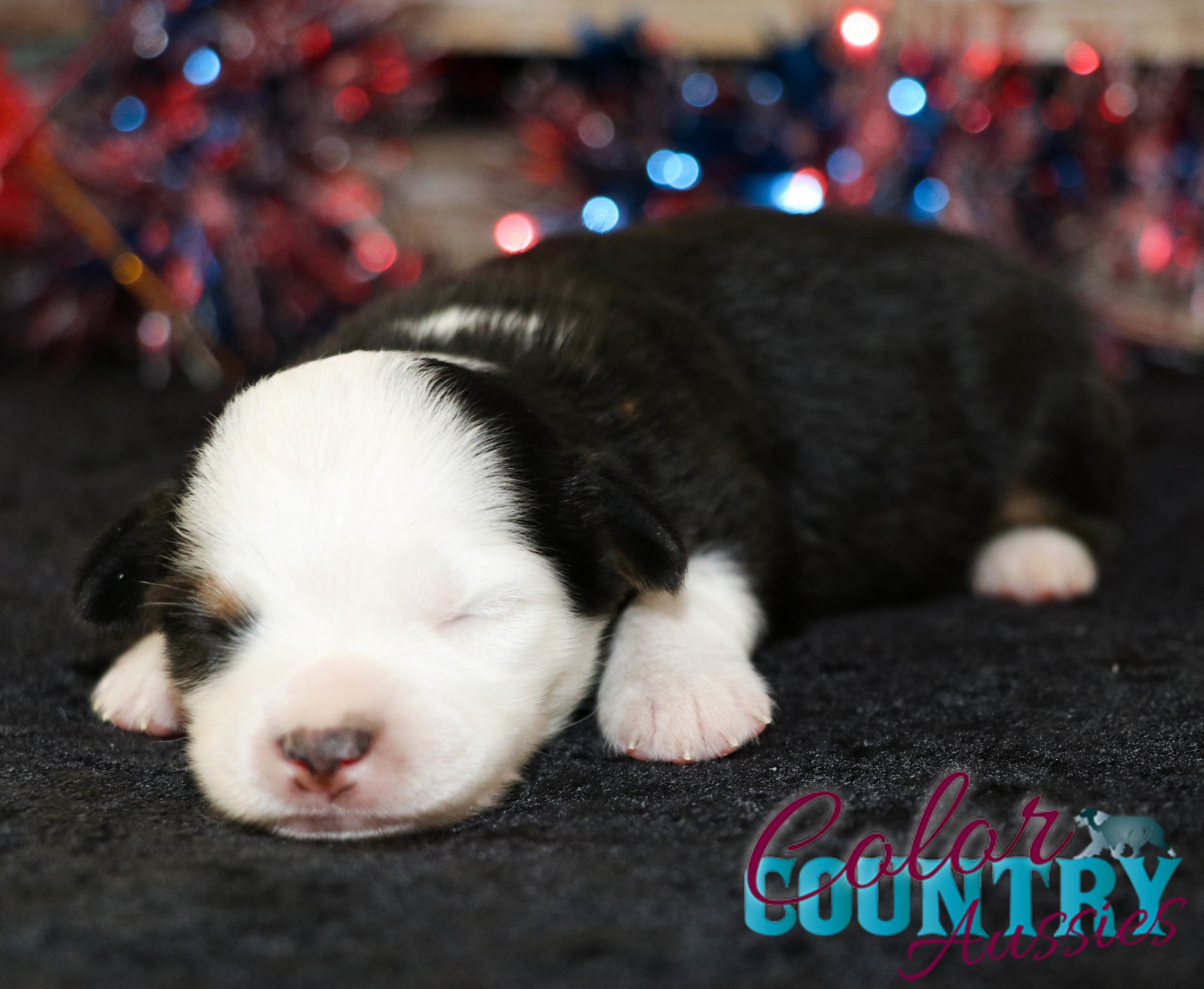 Ruby Rose Black Tri Toy Aussie Female | Color Country Aussies