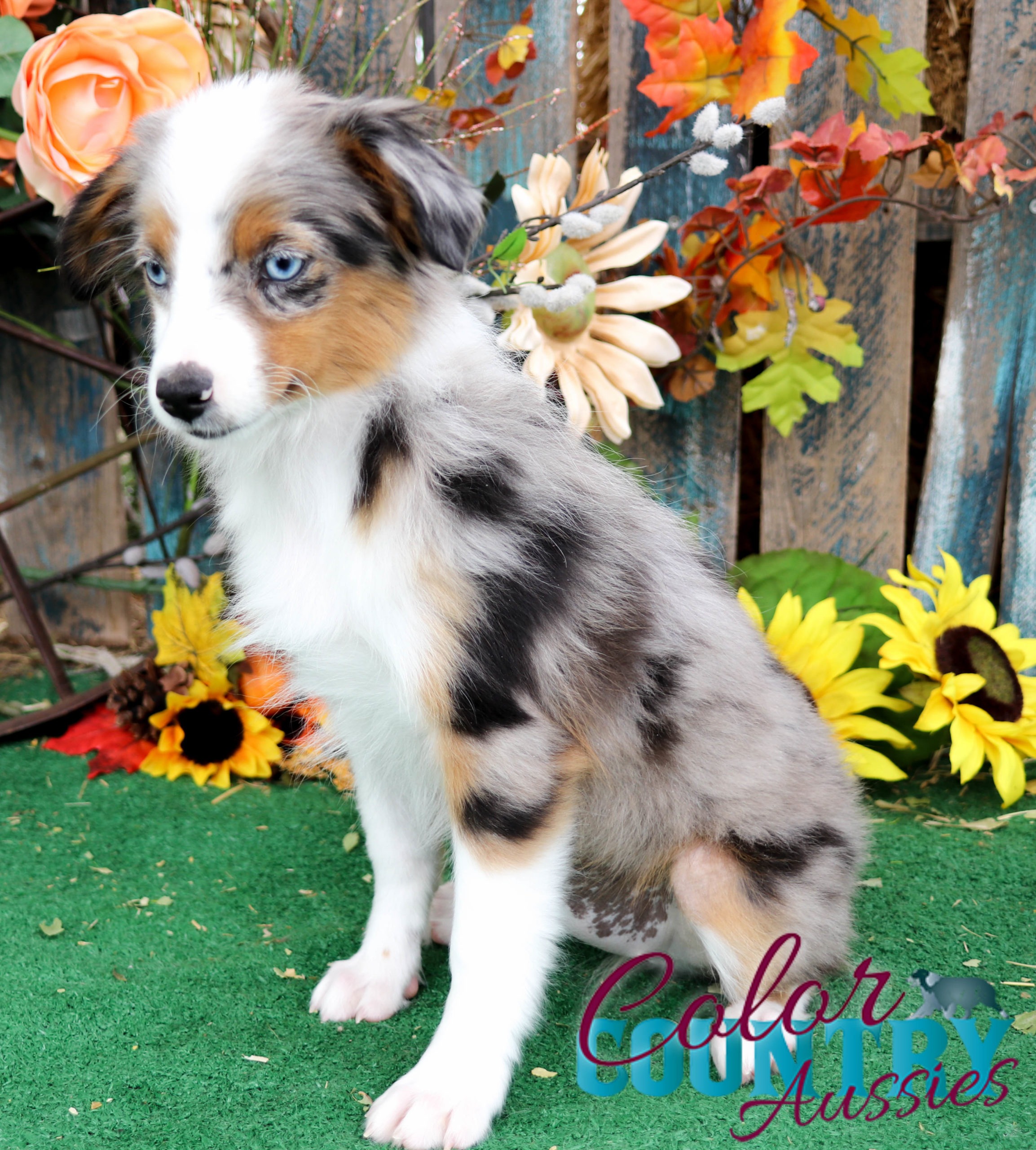 Pearl & Possum Blue Merle Female 2 | Color Country Aussies