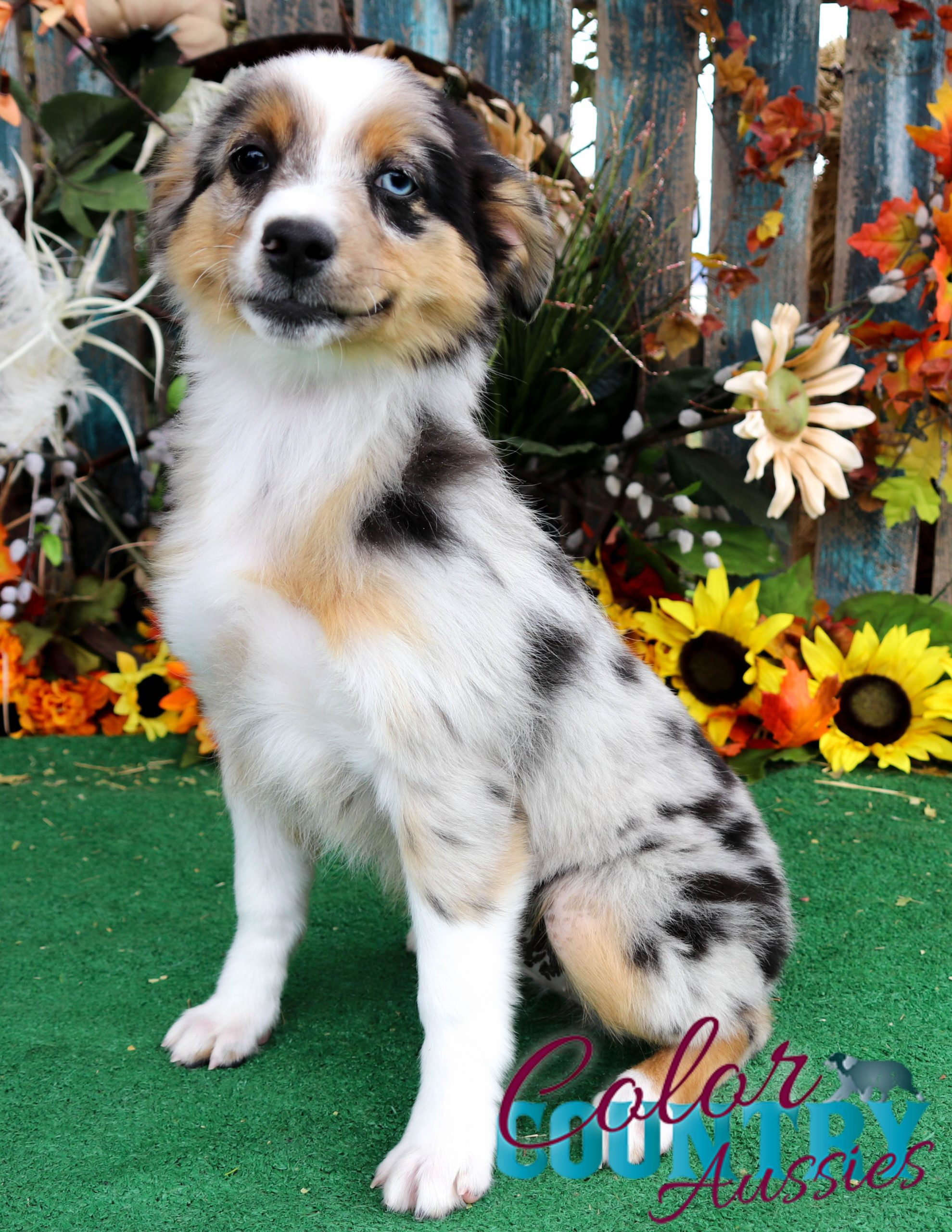 Pearls & Possum Blue Merle Female 5 | Color Country Aussies