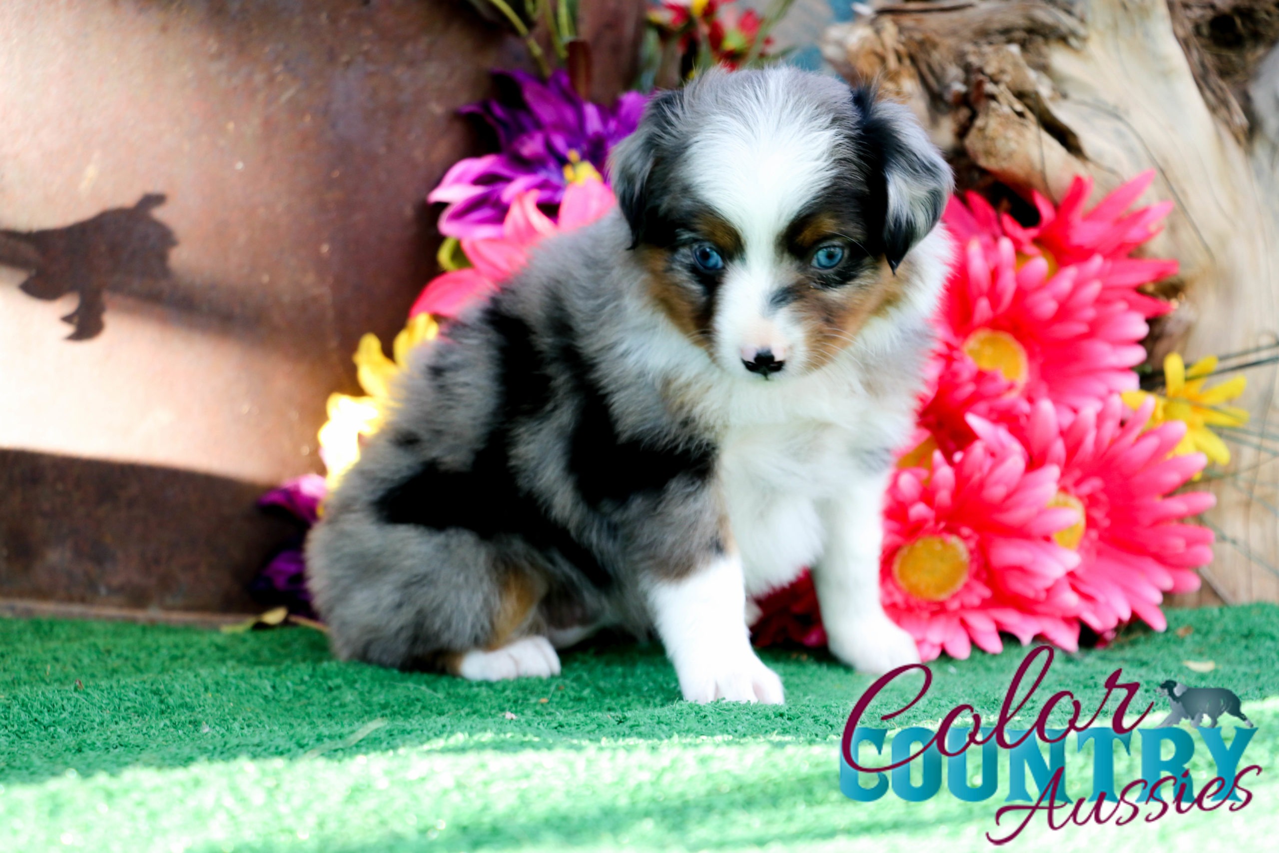 Pearl & Possum Blue Merle Female 1 | Color Country Aussies