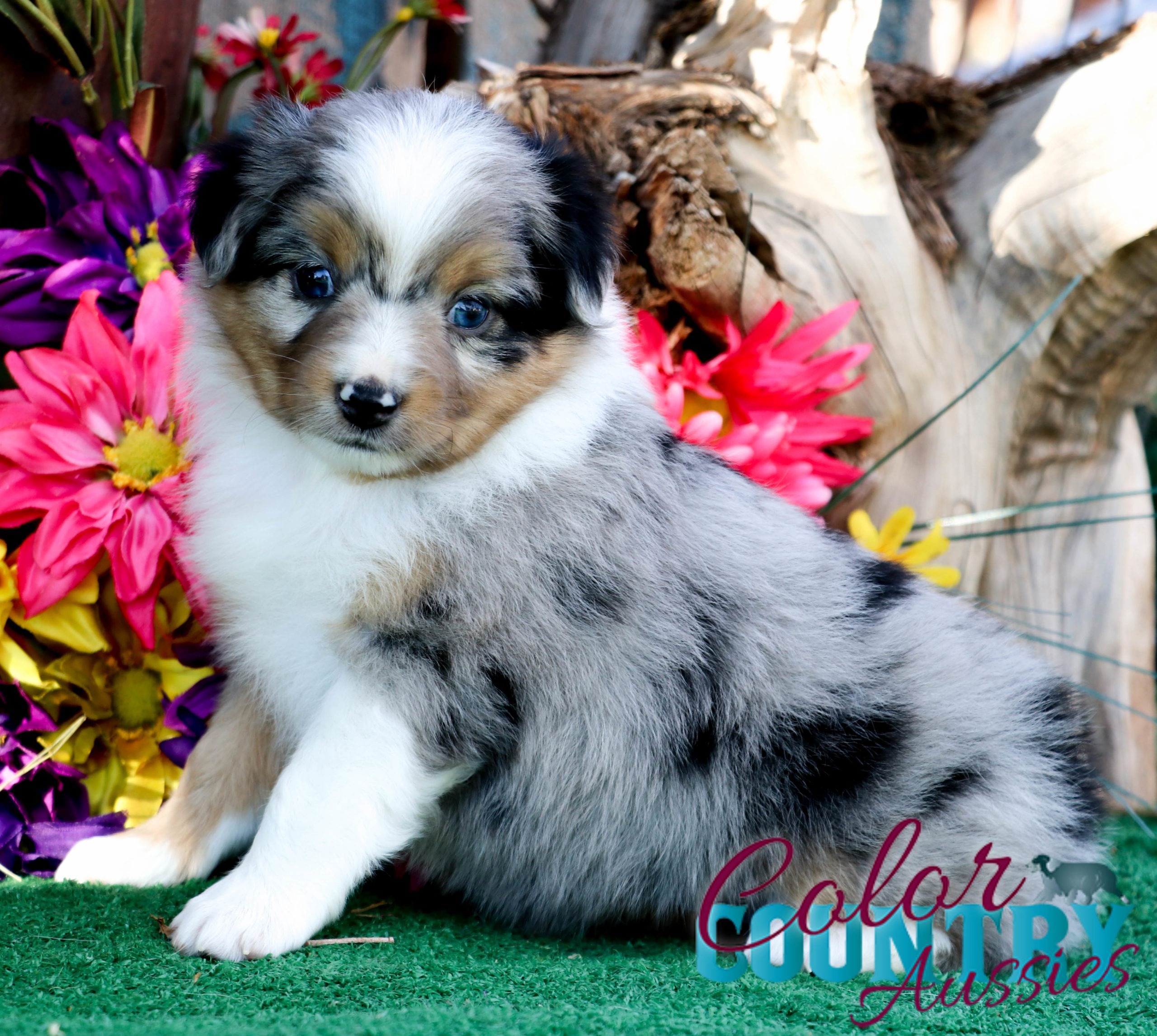 Pearl & Possum Blue Merle Female 4 | Color Country Aussies