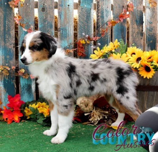 Ann & Roman Blue Merle Female 1 | Color Country Aussies