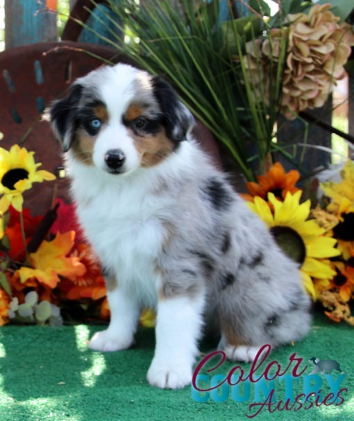 Ann & Roman Blue Merle Female 1 | Color Country Aussies