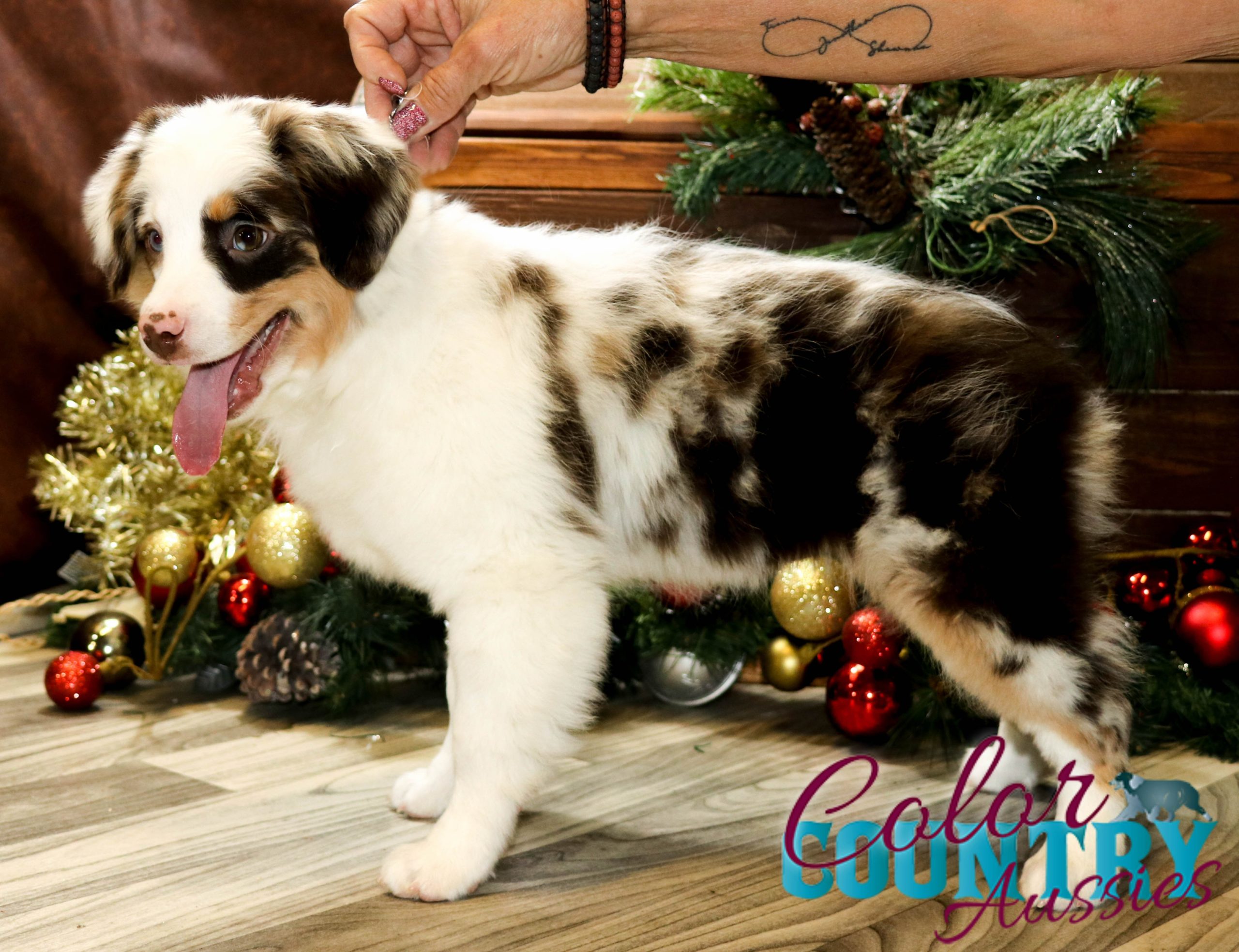 Dawn & Whiskey Red Merle Female 2 | Color Country Aussies