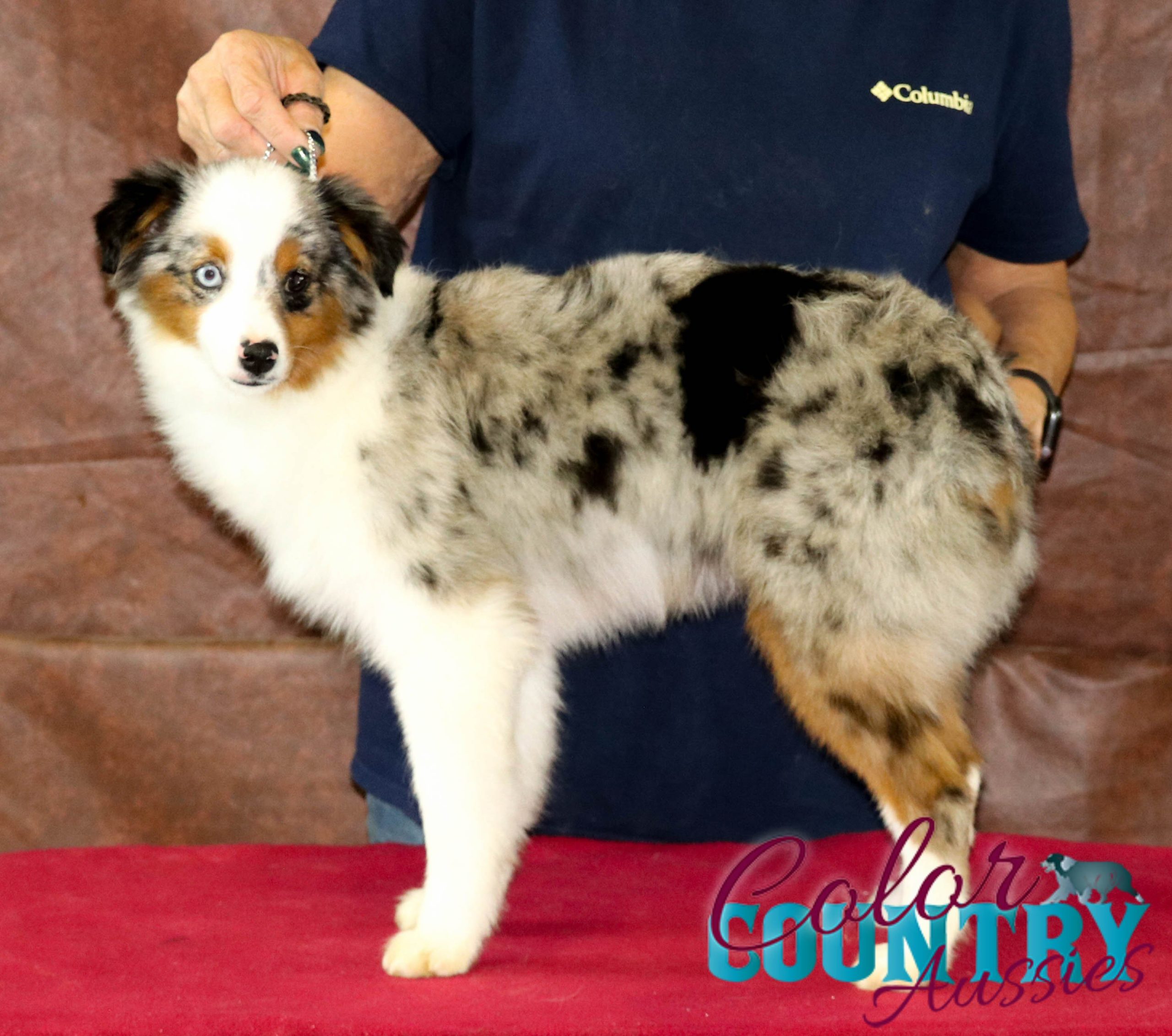Hurricane & Woodrow Blue Merle Female 1 | Color Country Aussies