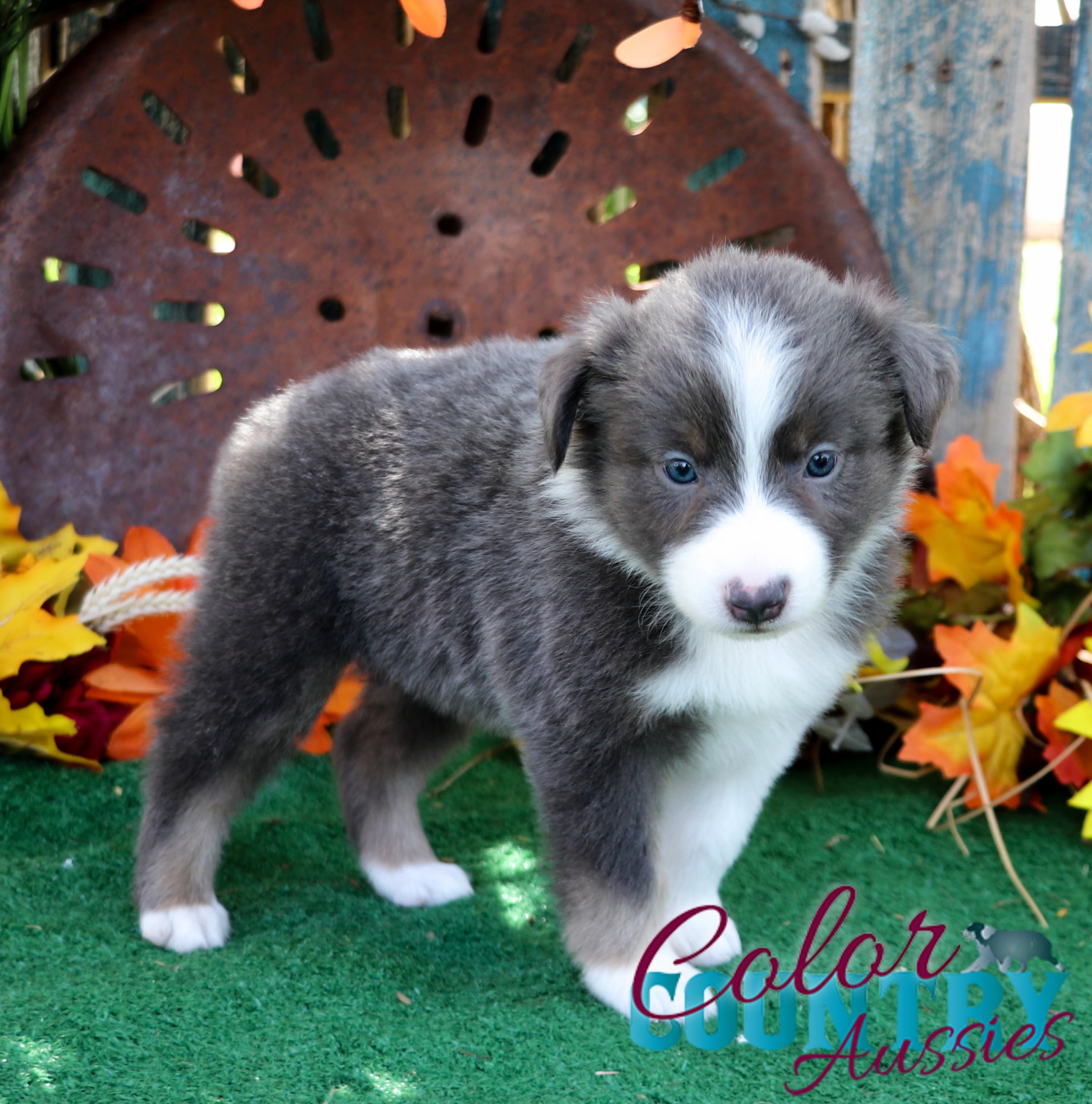 Marley’s Silver Dilute Female, Mini Aussie For Sale, Timberline Kennels ...