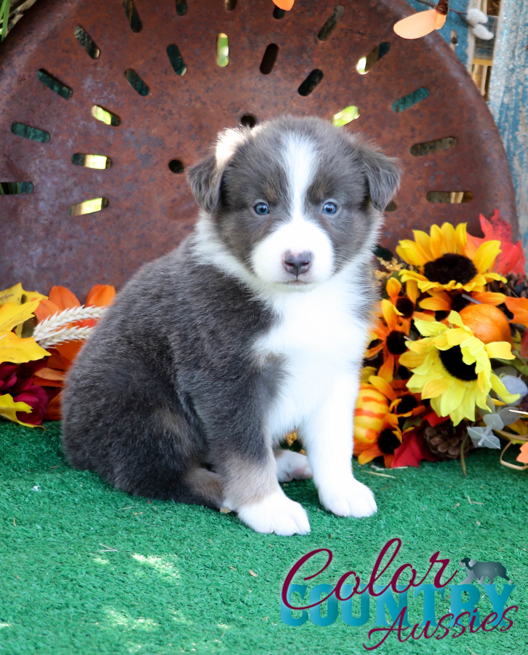 Marley’s Silver Dilute Female, Mini Aussie For Sale, Timberline Kennels ...