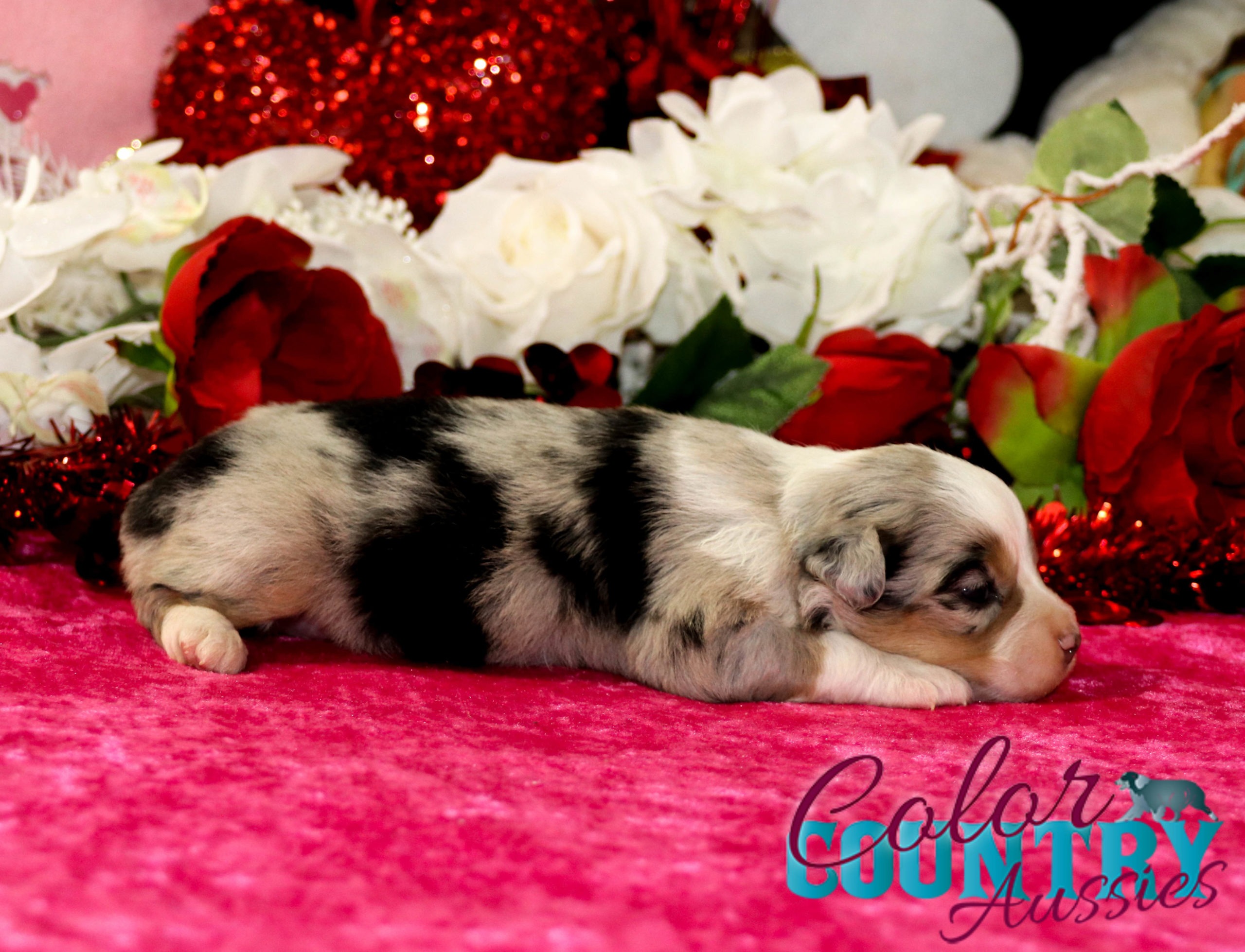 Venus X Smoke Blue Merle Female 3 | Color Country Aussies