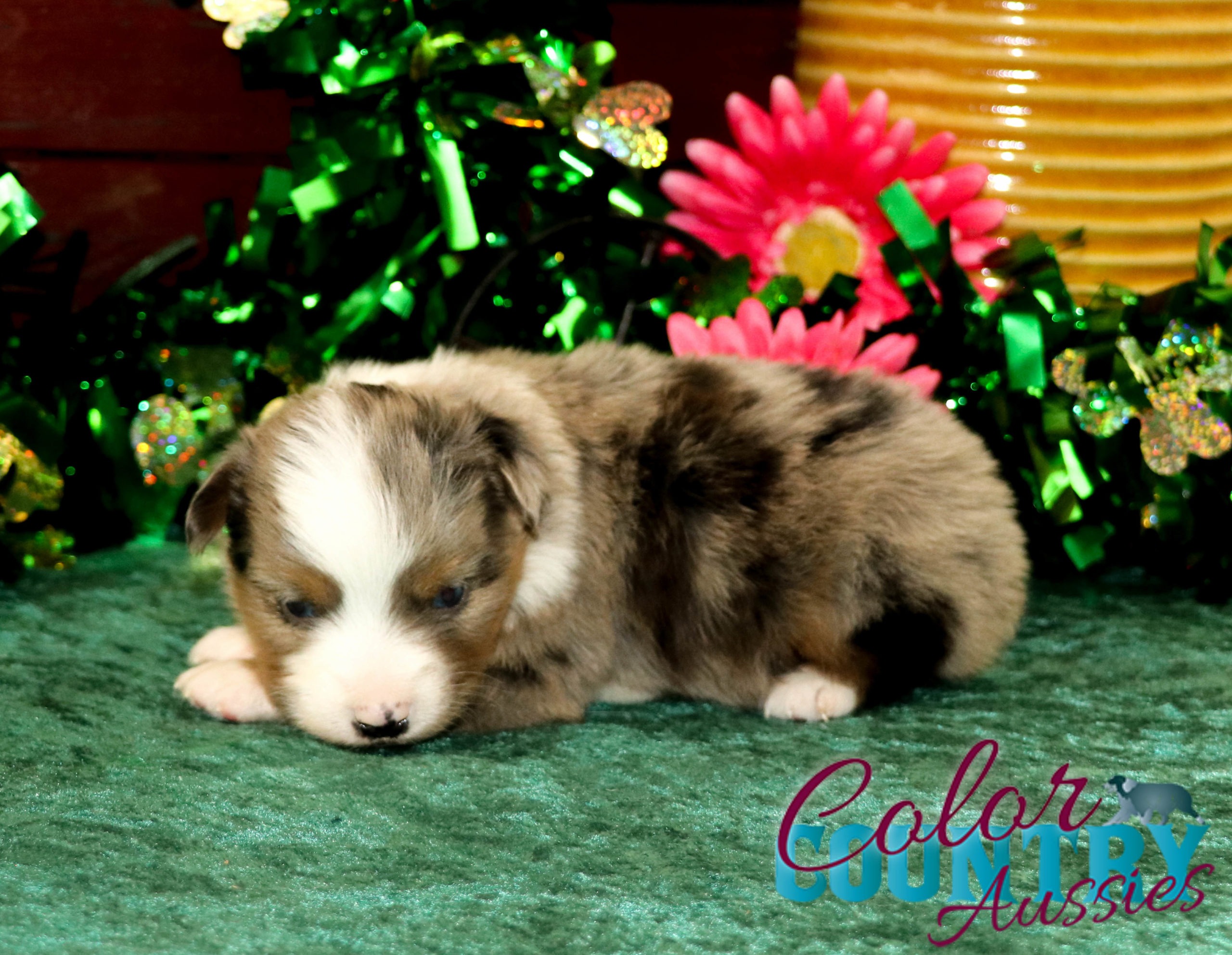 Hottie X Roman Blue Merle Male 2 | Color Country Aussies