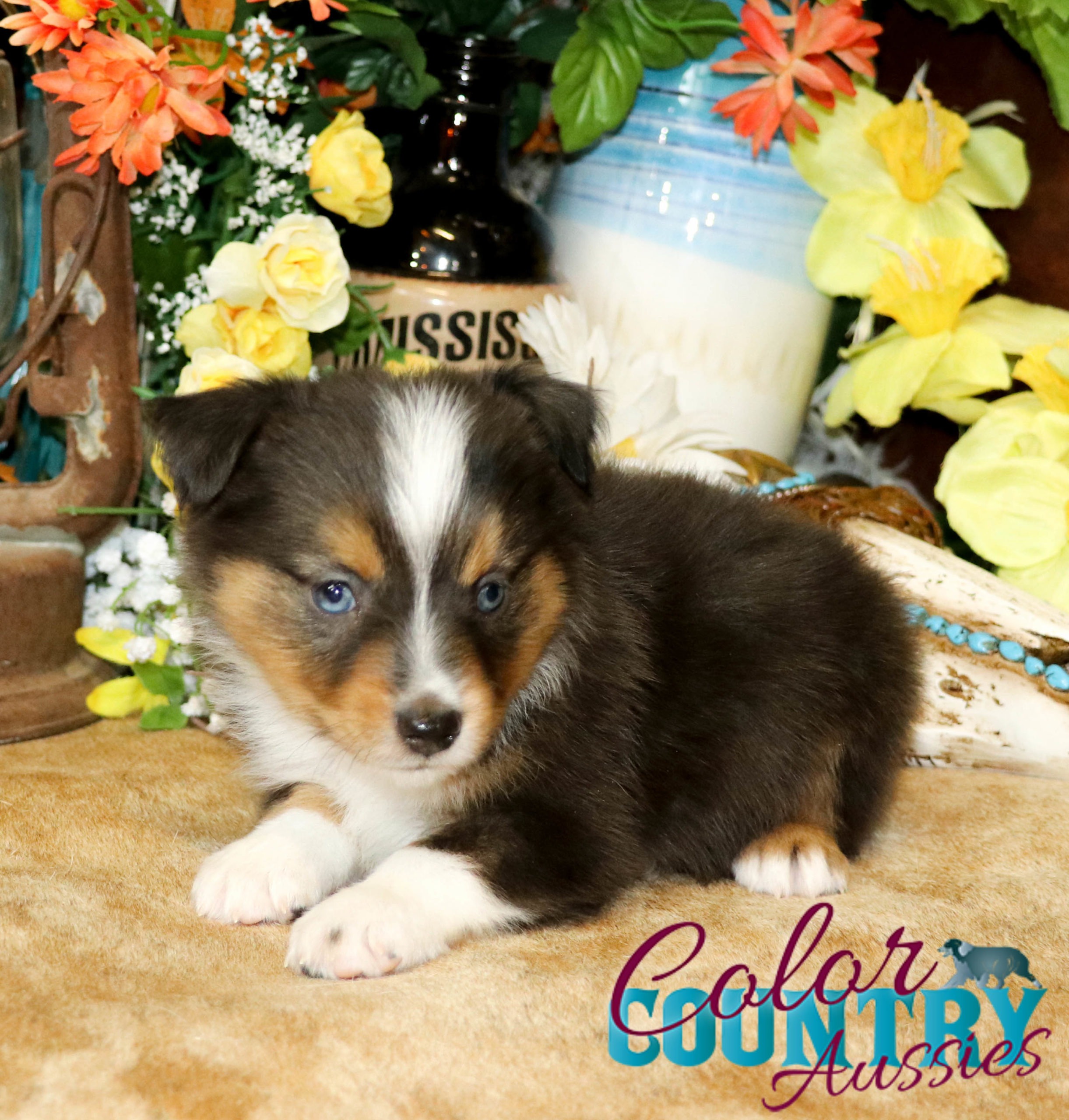 Ruby Rose Dilute Male 2, Toy Aussie, COlor Country Aussies, (20 ...