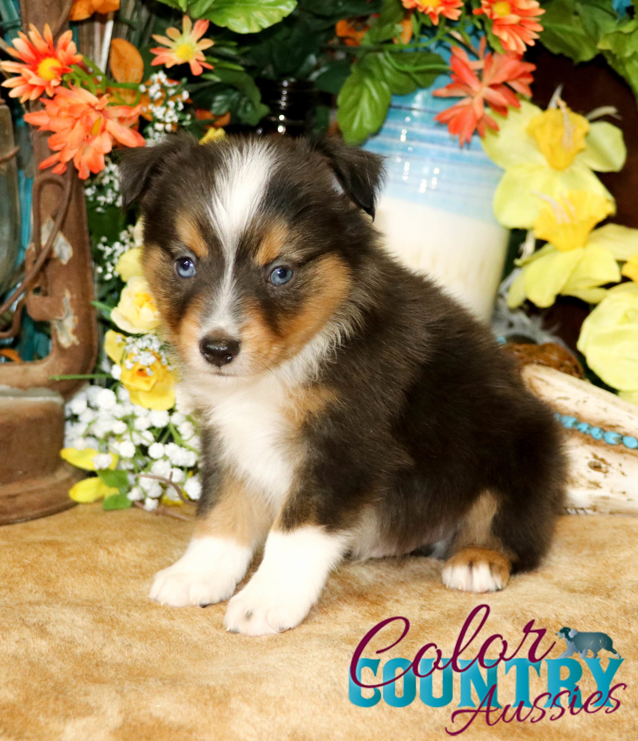 Ruby Rose Dilute Male 2, Toy Aussie, COlor Country Aussies, (29 ...