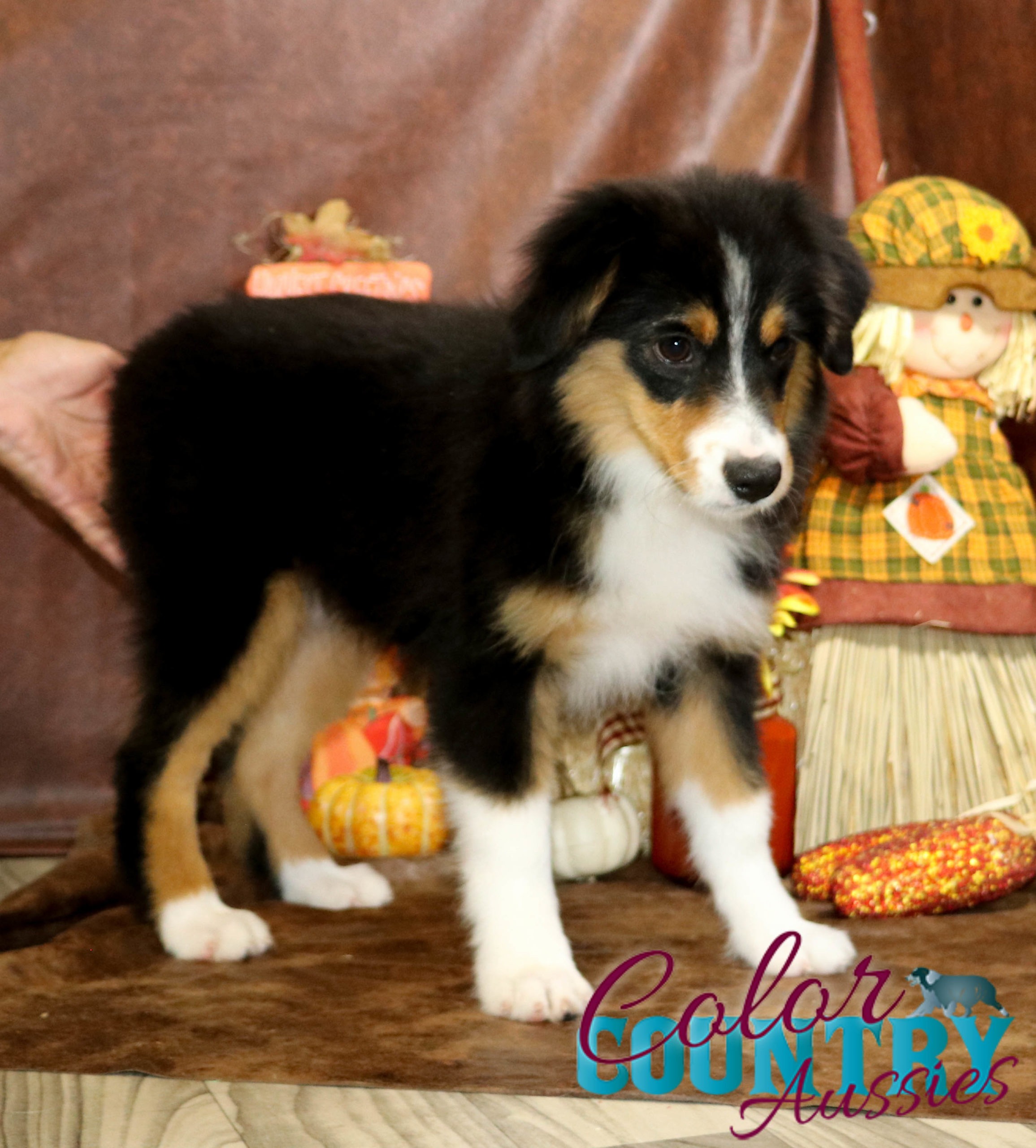 Darla & Big Dan Black Tri Female | Color Country Aussies