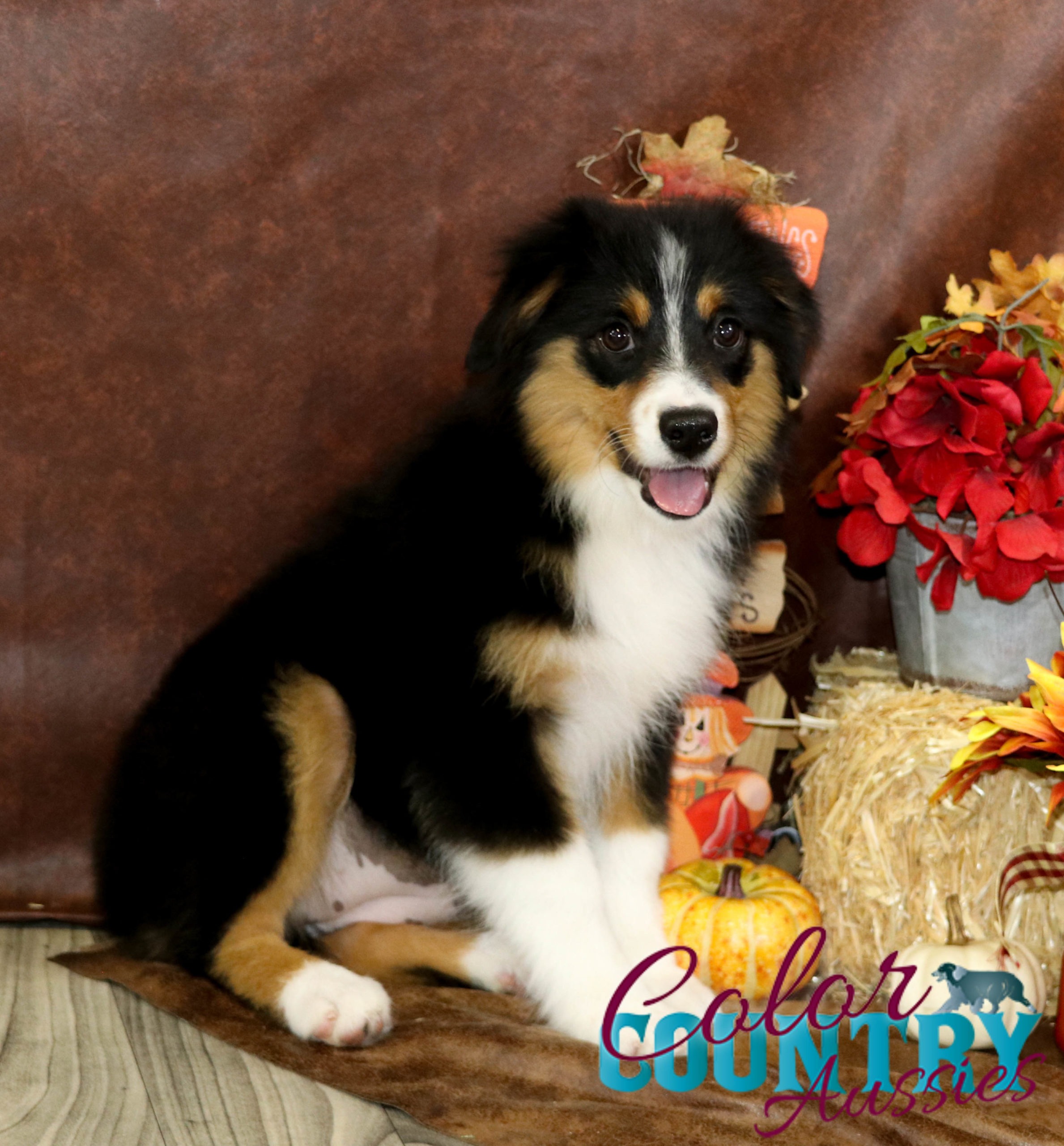 Darla & Big Dan Black Tri Female | Color Country Aussies