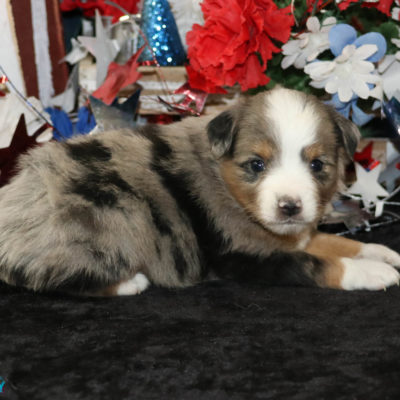 Available Toy Aussie Puppies Toy Australian Shepherd | Color Country ...