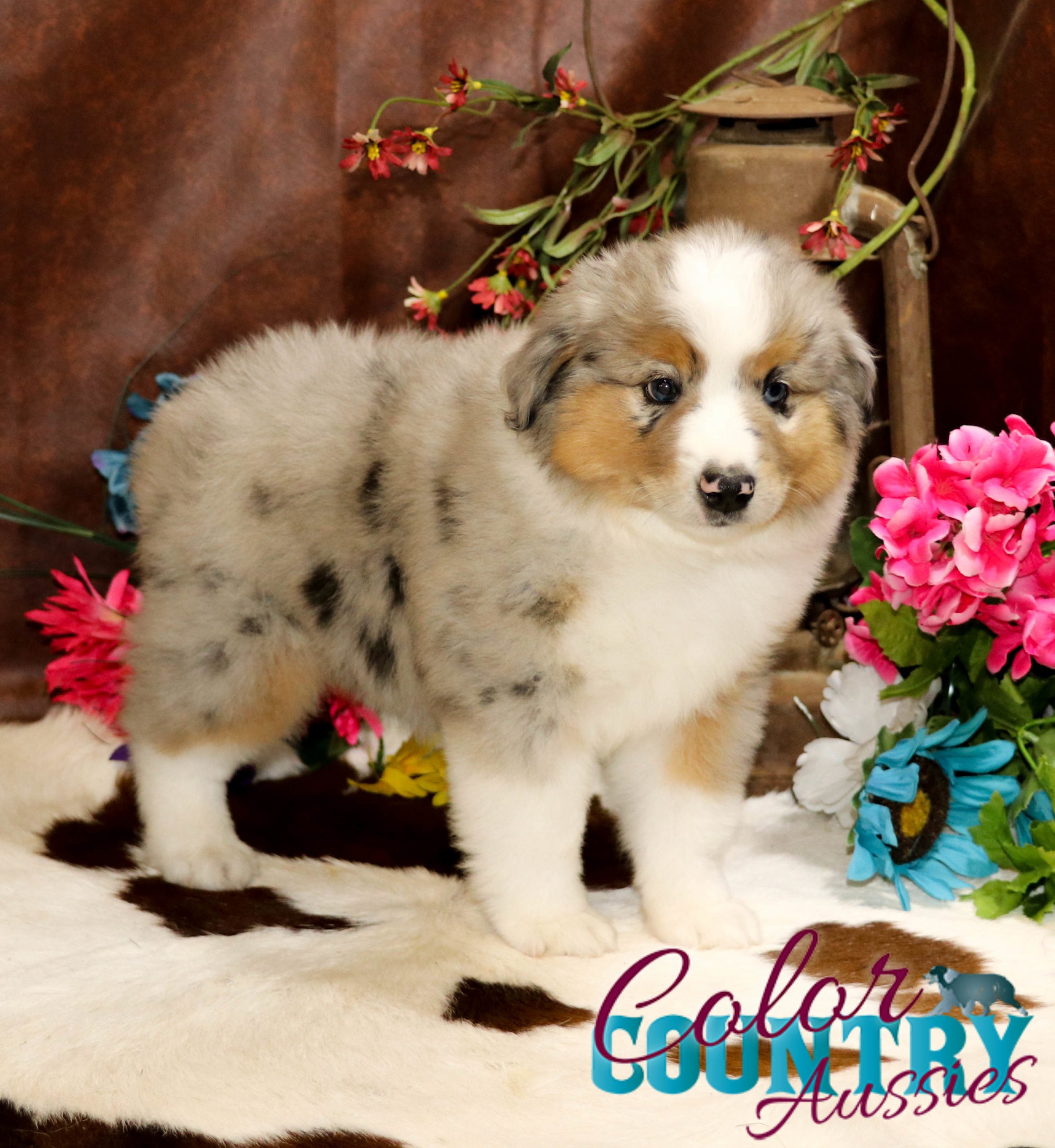 Diamond & Smoke Blue Merle Male | Color Country Aussies