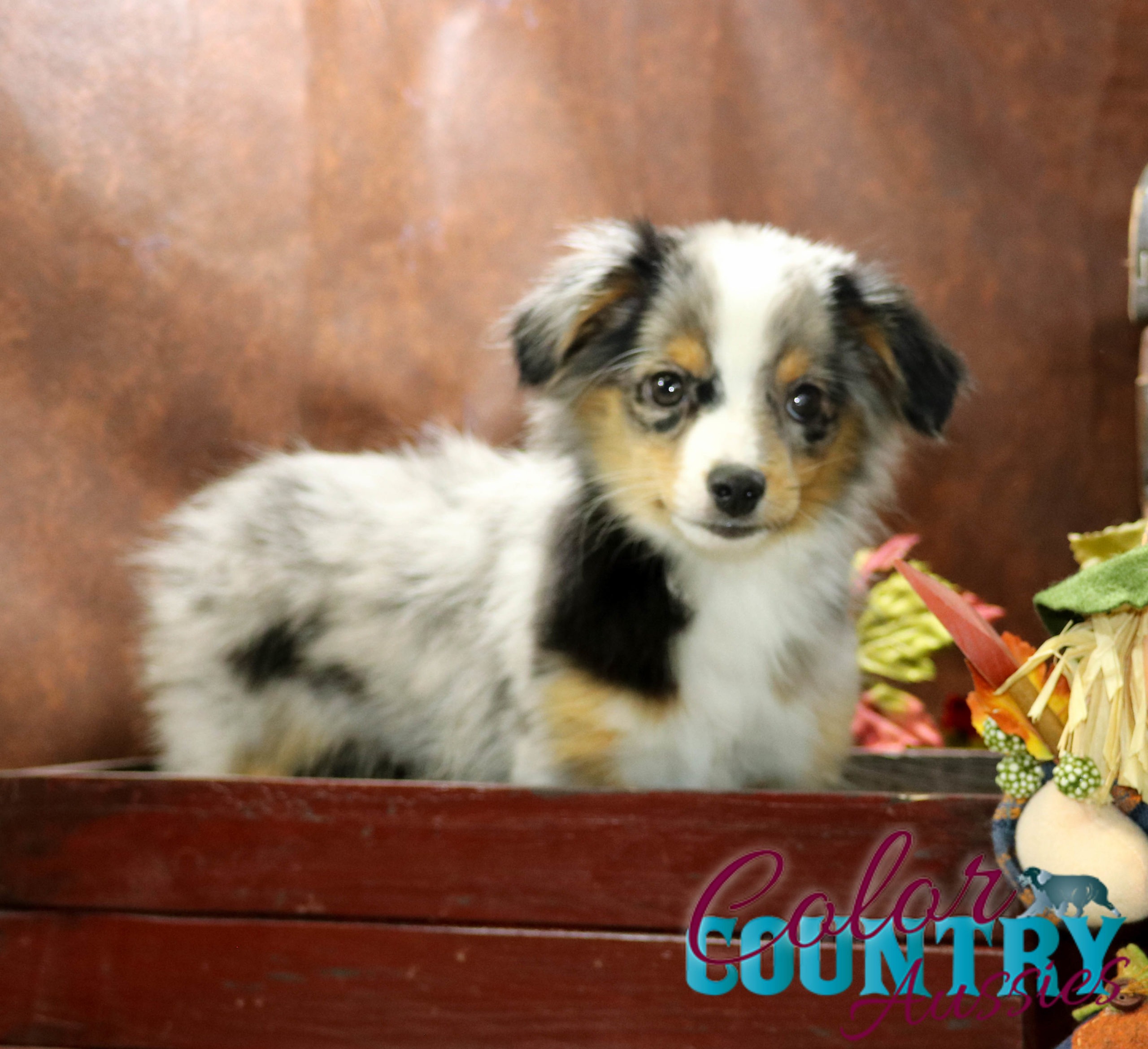 Ghost & Roman Blue Merle Female | Color Country Aussies